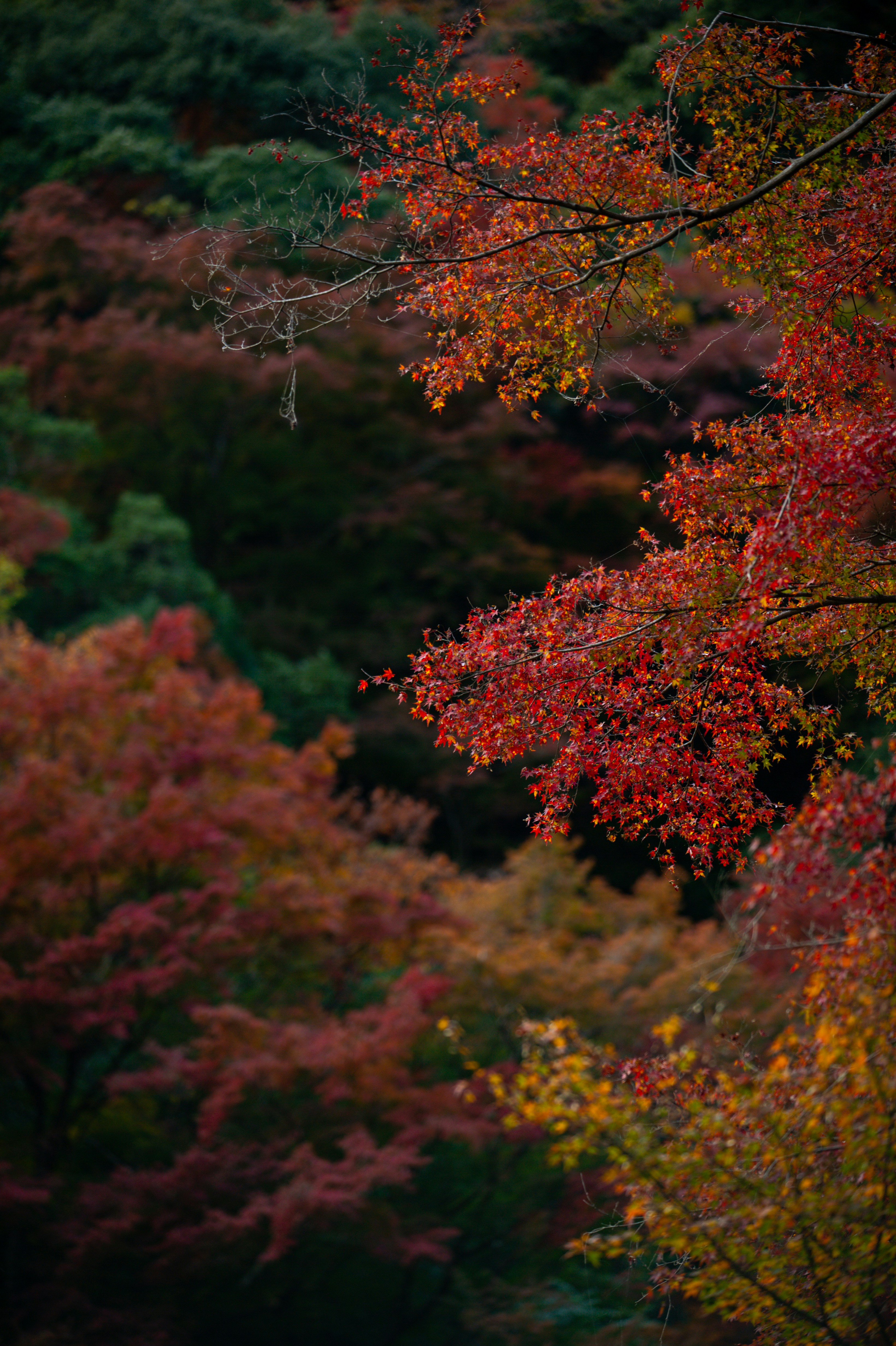 Crimson Canopy Framing a Quiet Autumn Vale