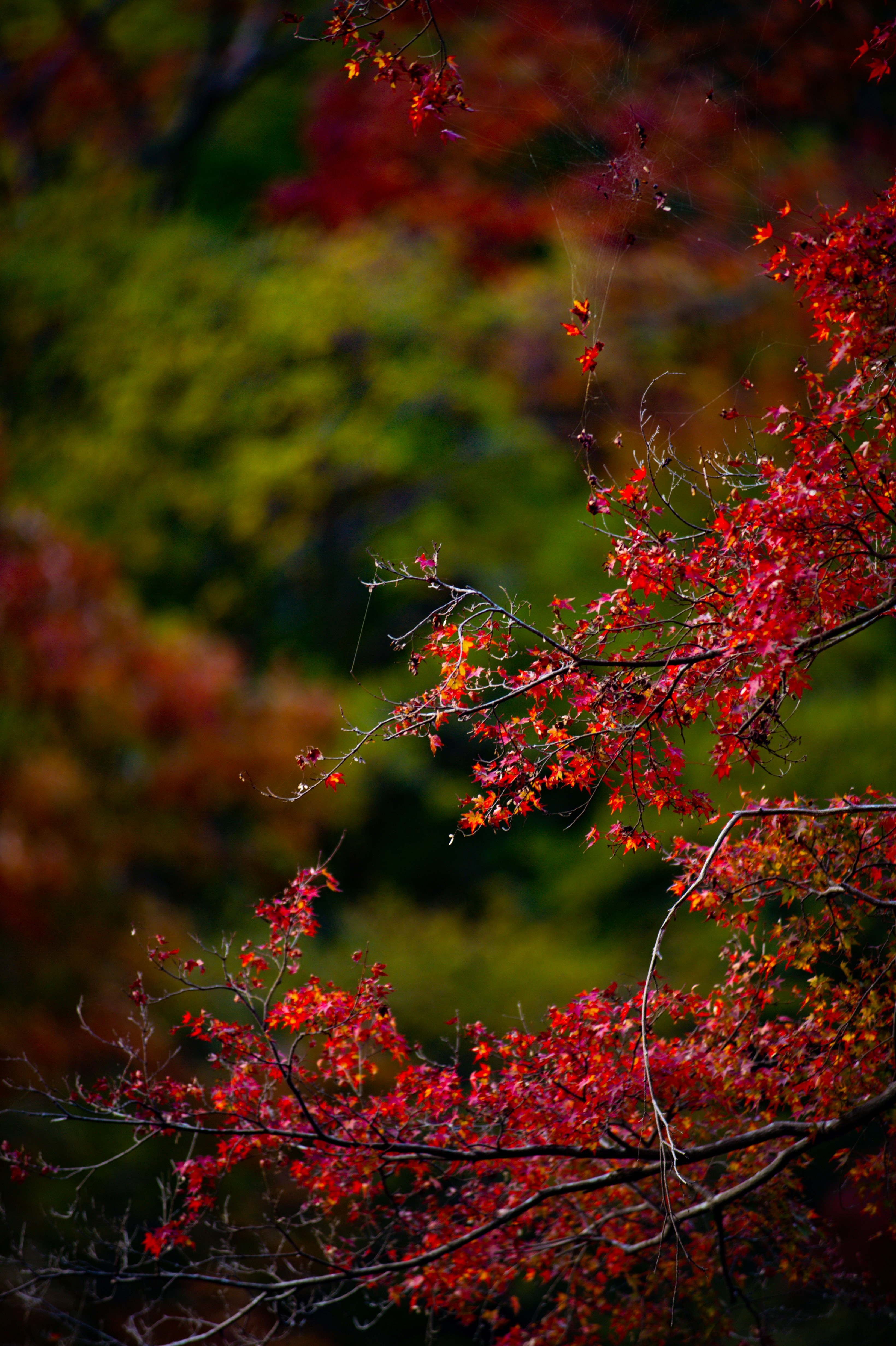 Crimson Lattice: Autumn Leaves Framing a Velvet Forest Glow