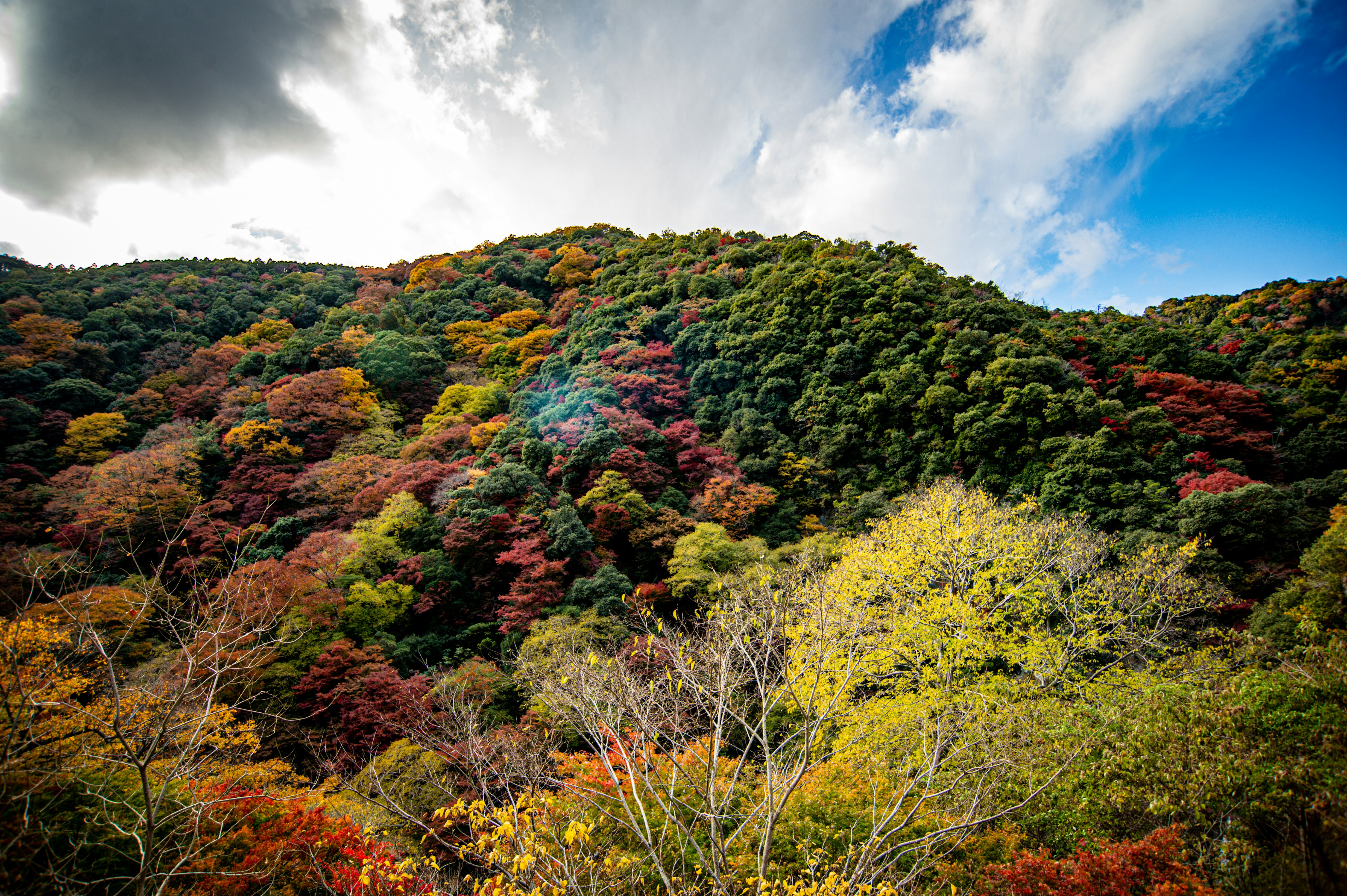 Crimson Crest on the Autumn Ridge