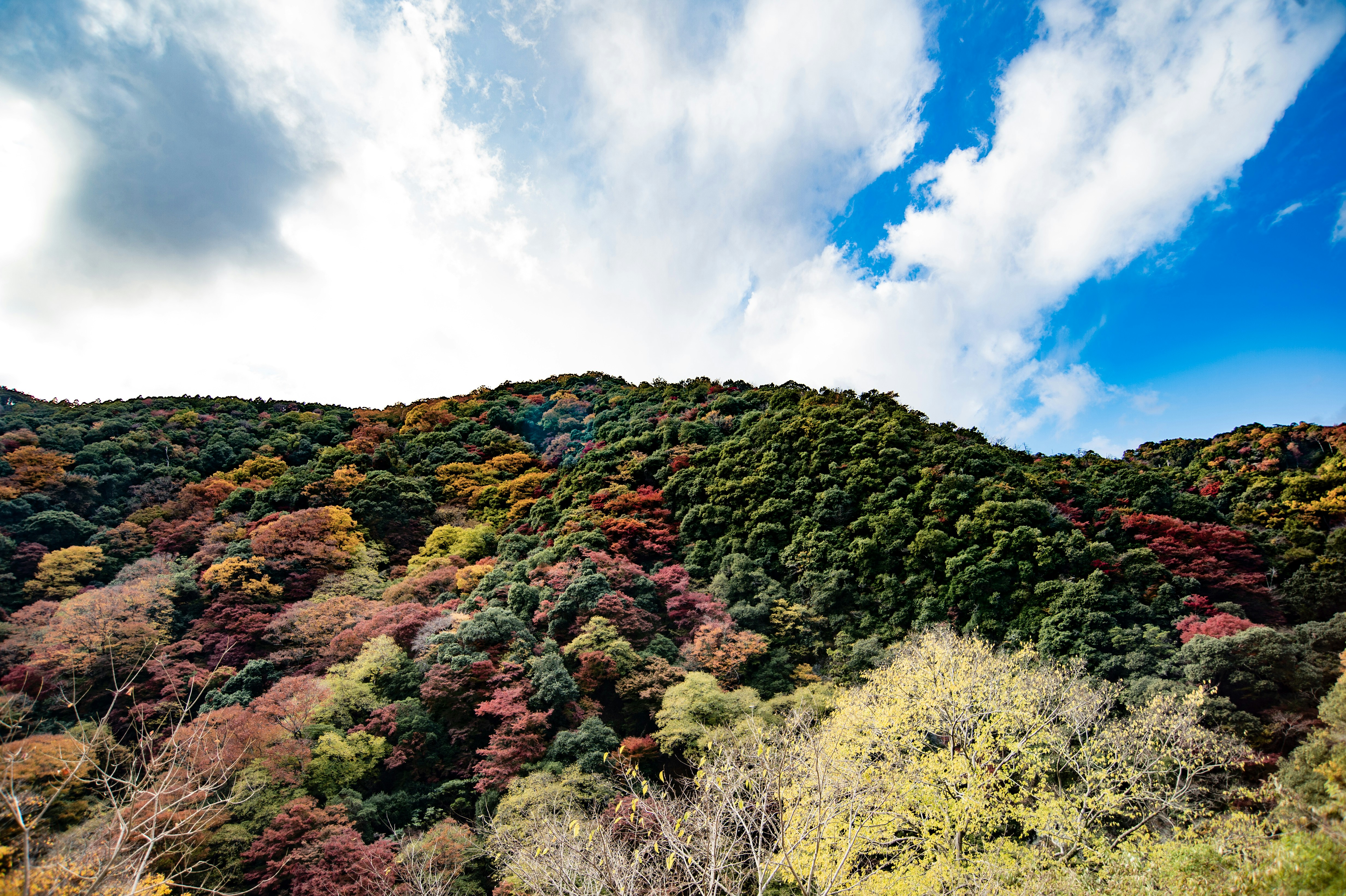 Autumn Ridge: A Patchwork of Color Across the Hillside