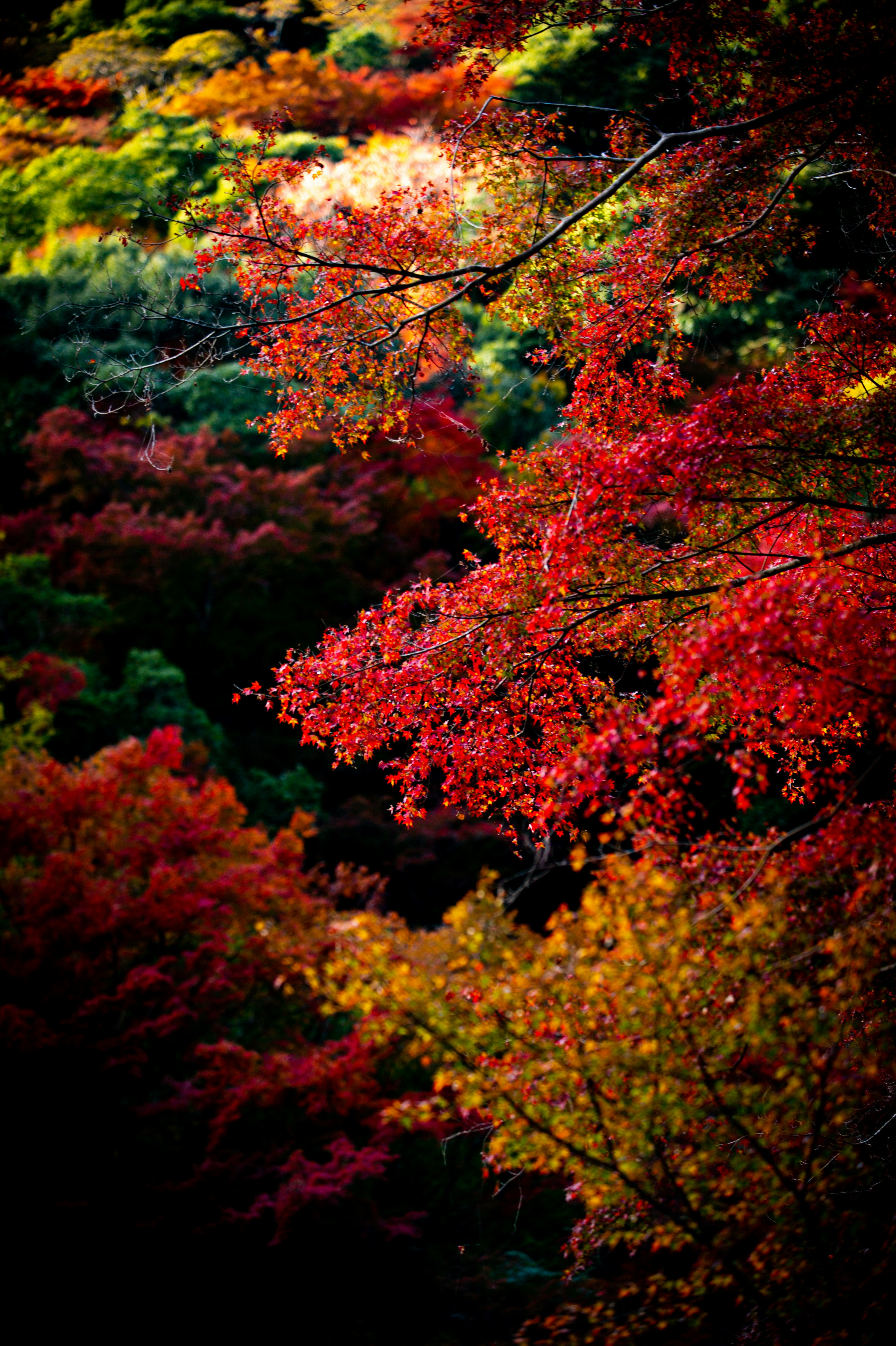 Crimson Canopy Framed by Velvet Shadows