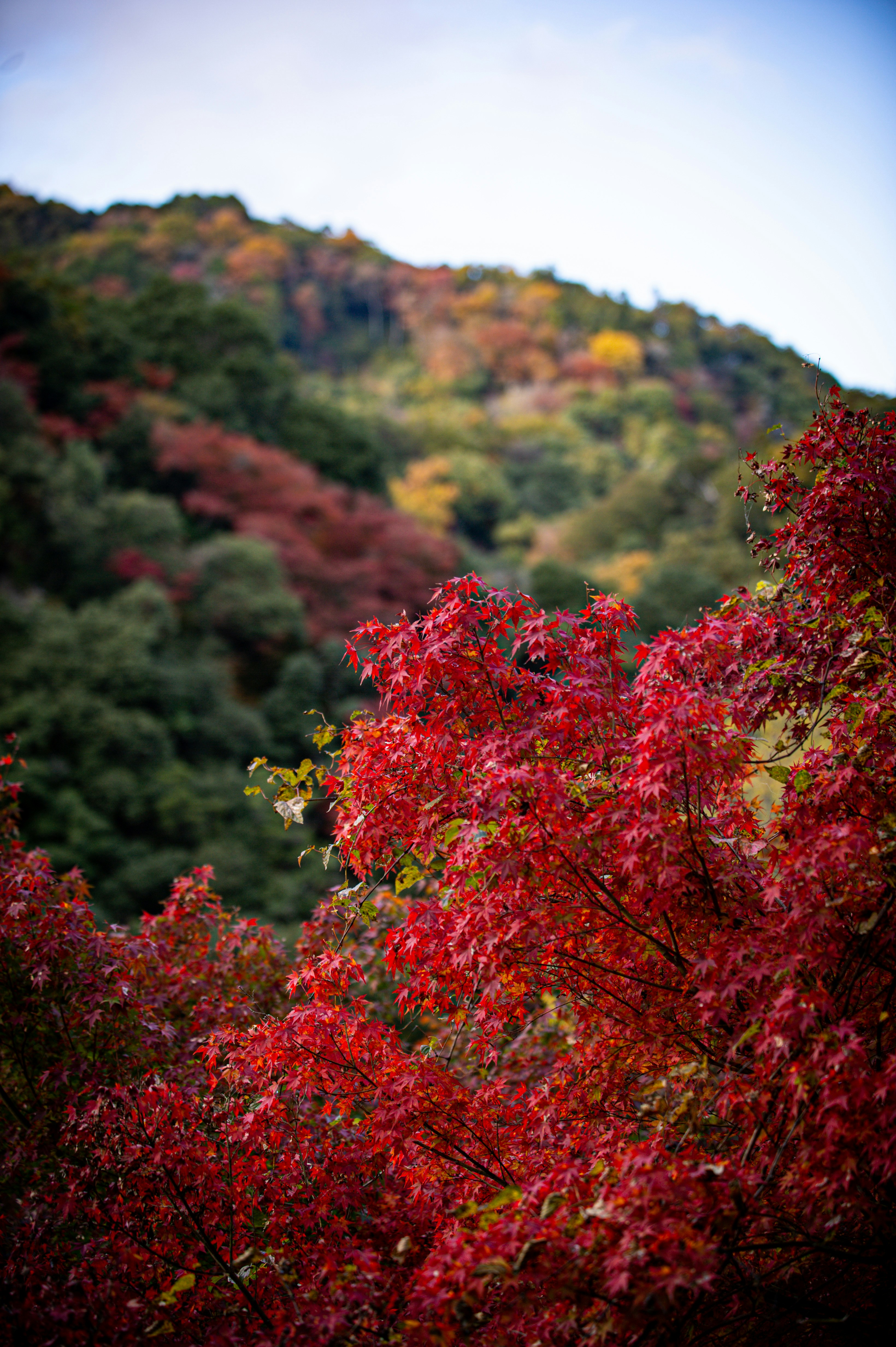 Crimson Canopy on the Hillside: Autumn Fire in Focus