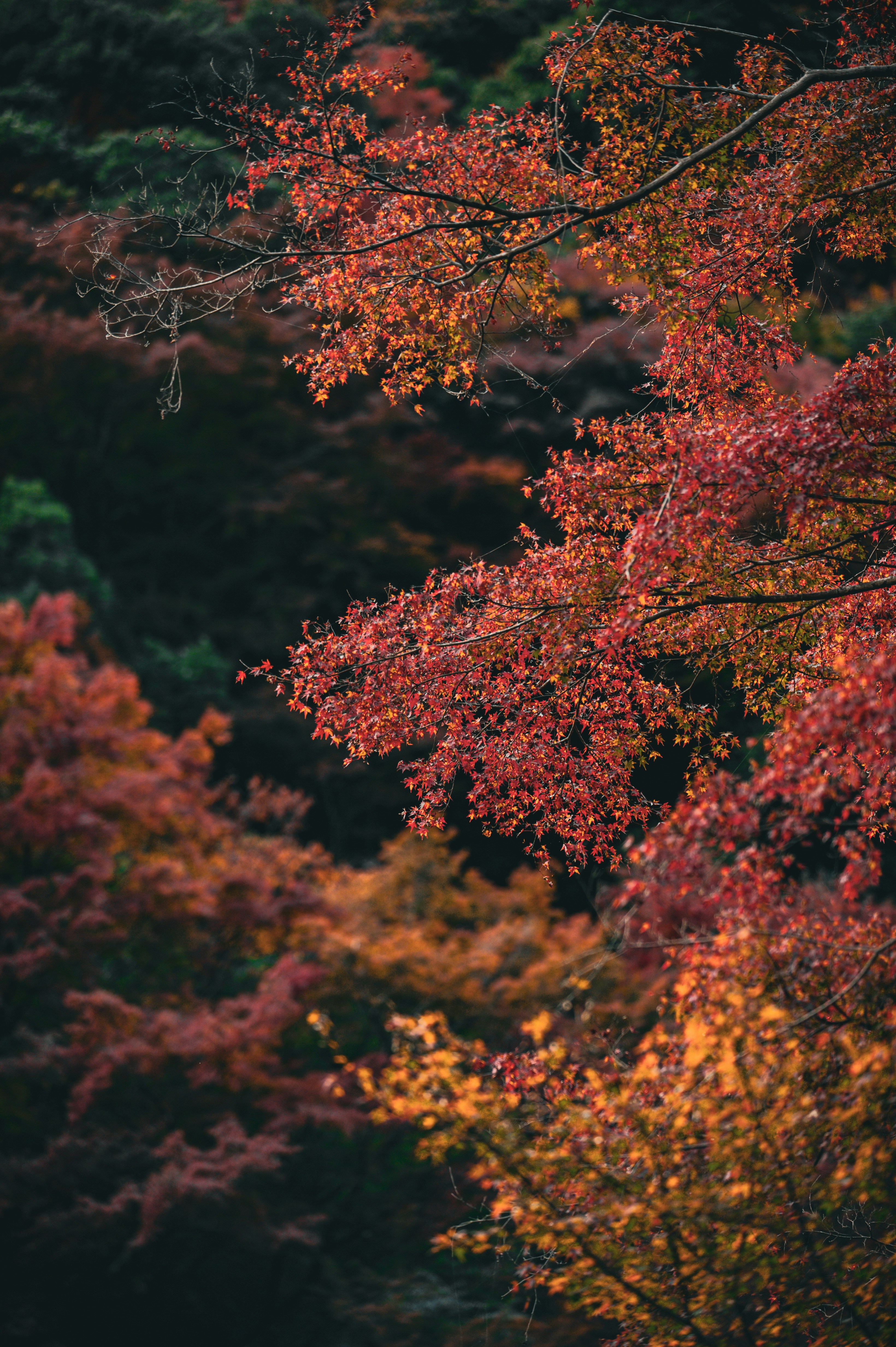 Crimson Canopy: Light and Shadow on a Fall Branch