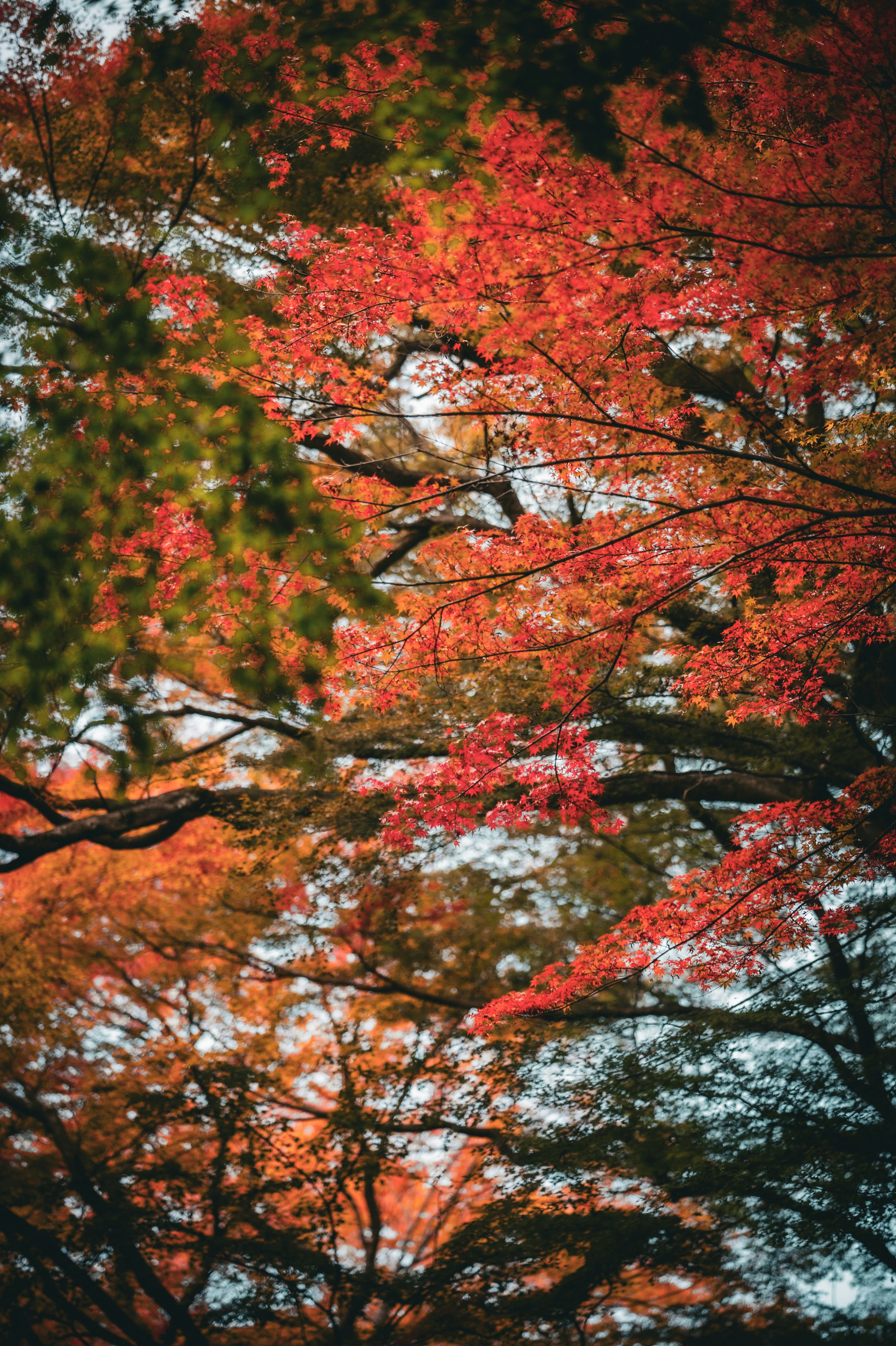 Crimson Canopy: Sunlit Maple Threads in an Autumn Tapestry