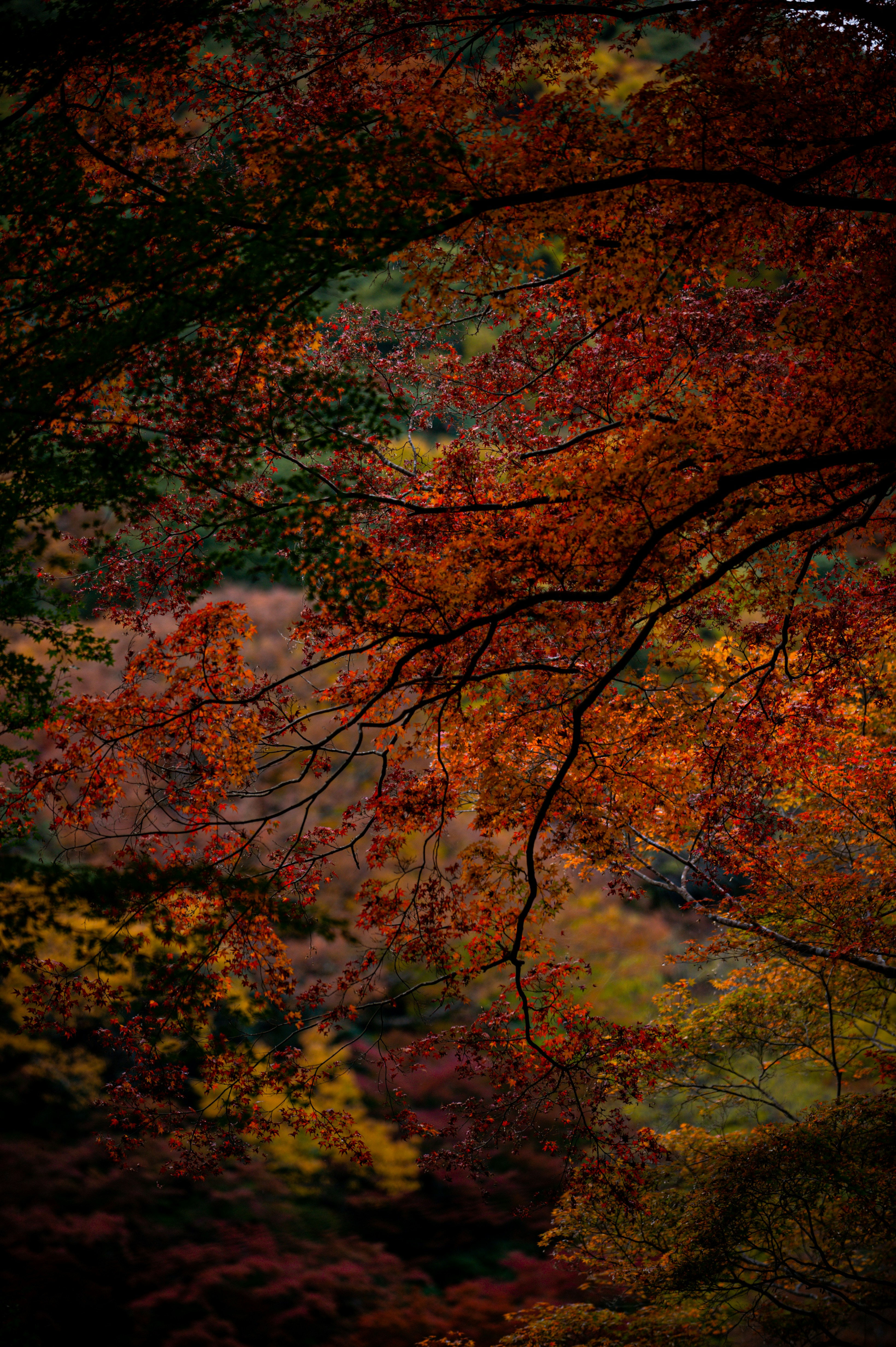 Crimson Canopy: Autumn Light Through a Tangle of Dark Limbs
