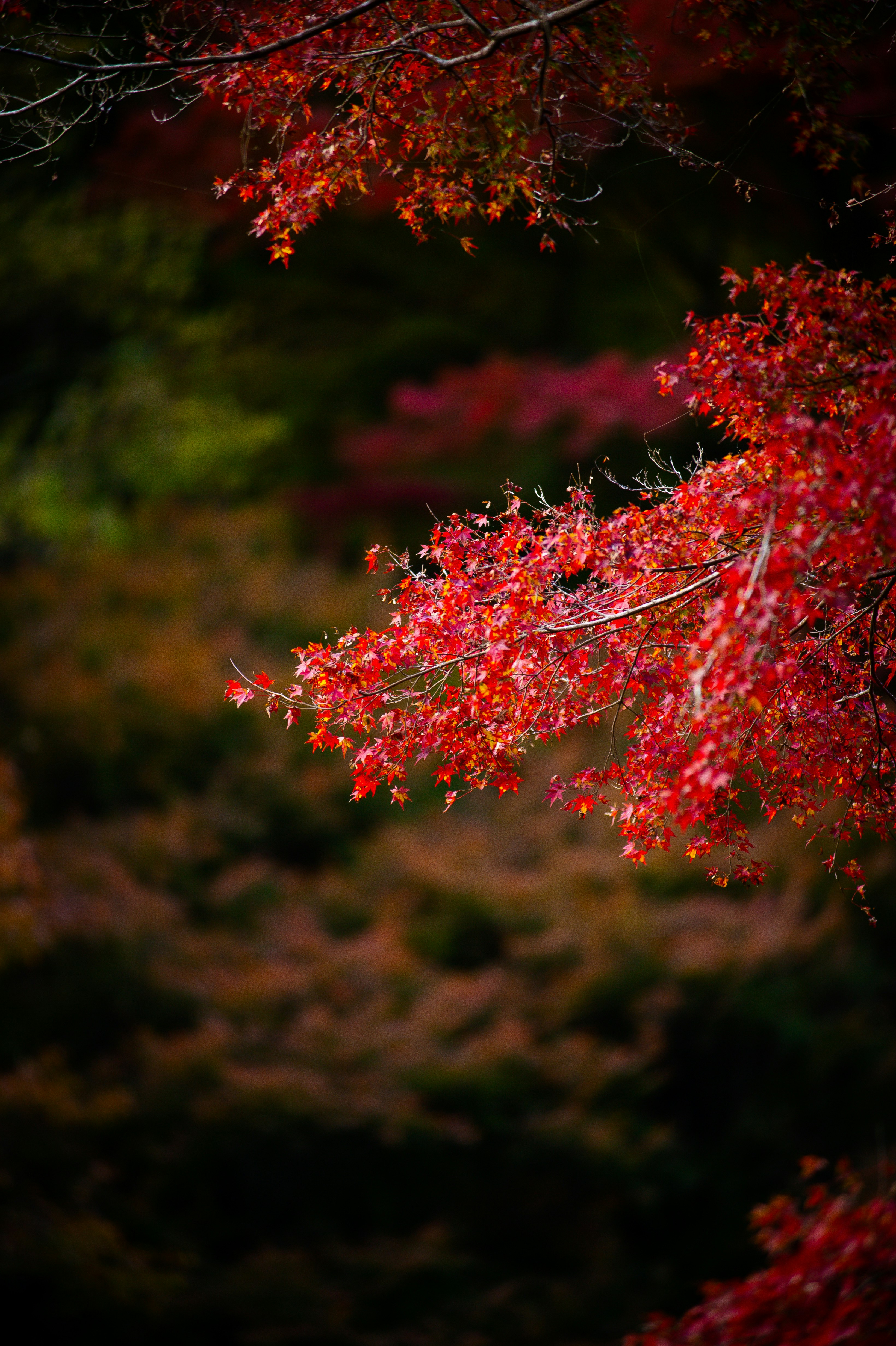 Crimson Maple Fringe in Soft Autumn Light