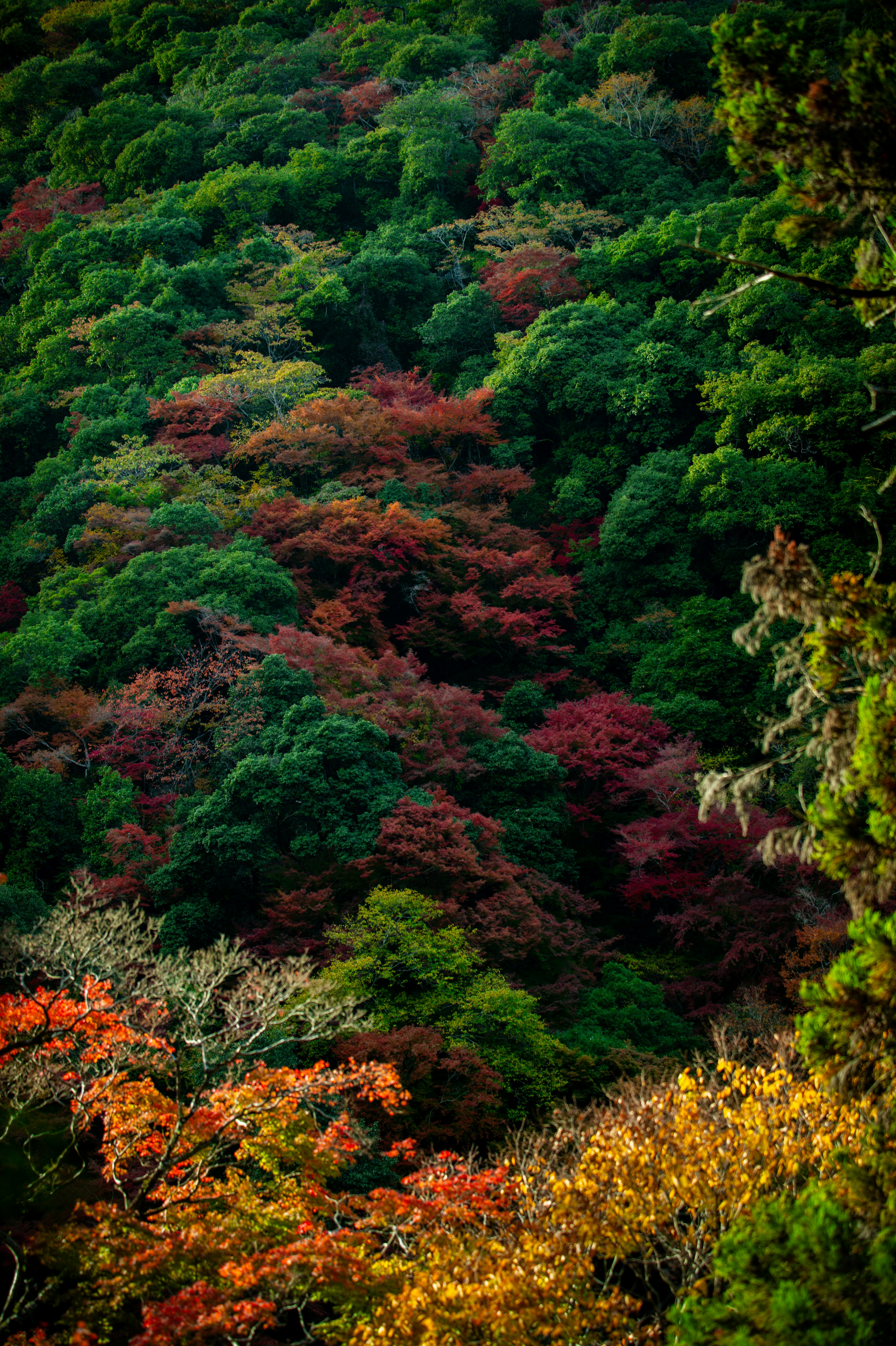 Crimson Canopy on a Verdant Slope: An Autumn Forest Portrait