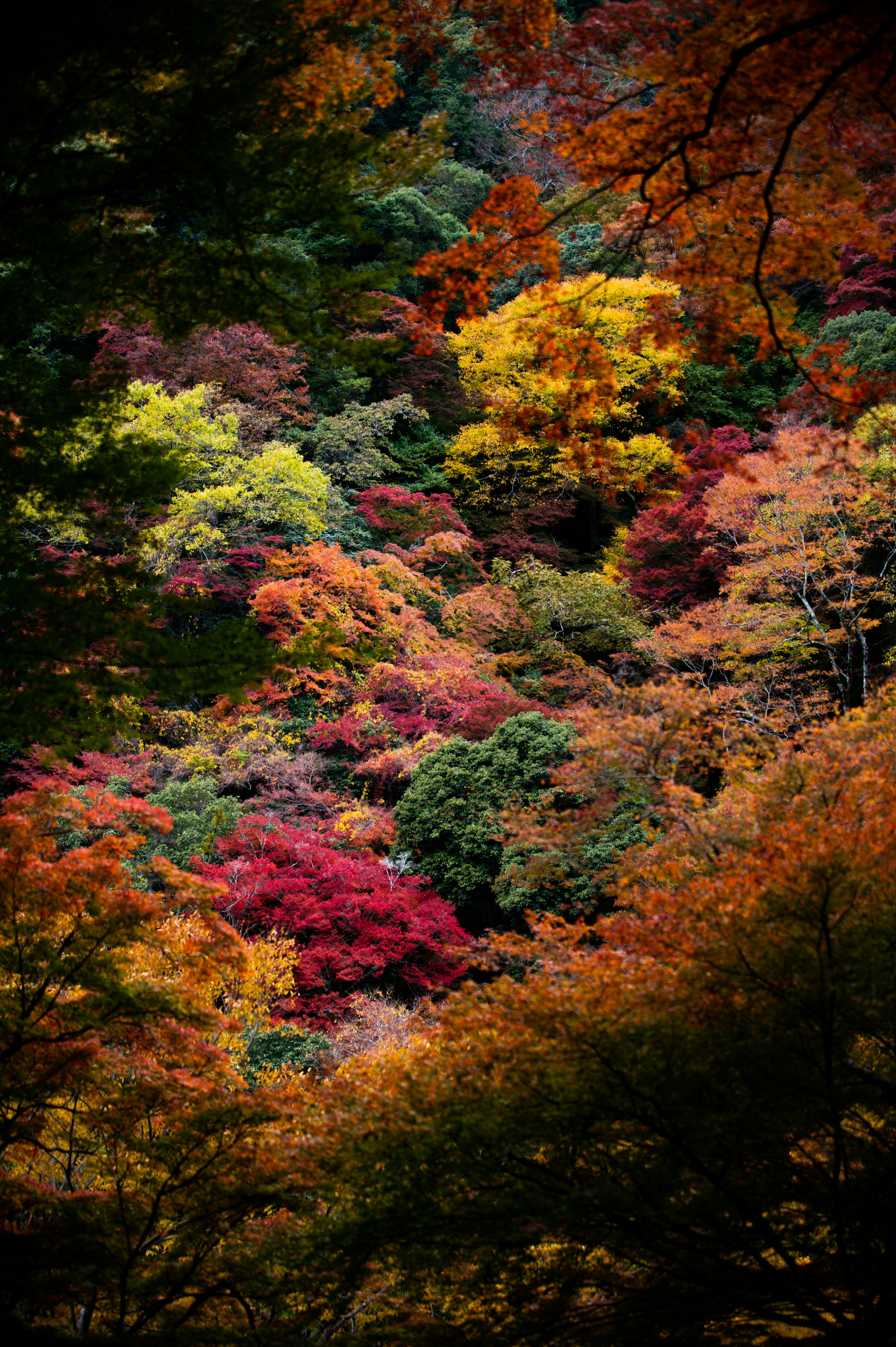 Fire-Leaf Cascade Across a Forested Slope