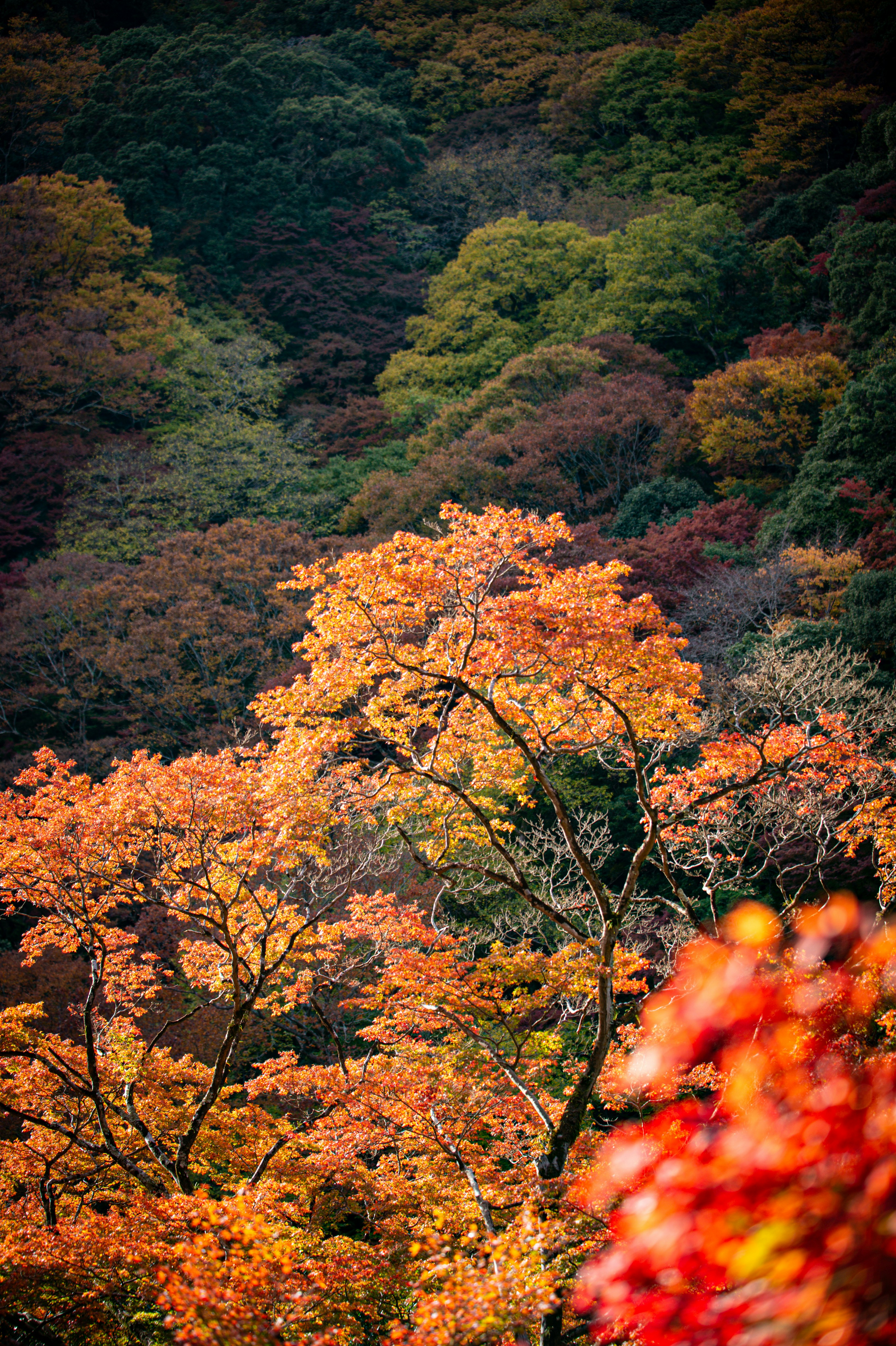 Amber Canopy on a Quiet Ridge: Fall Light in a Multicolored Forest