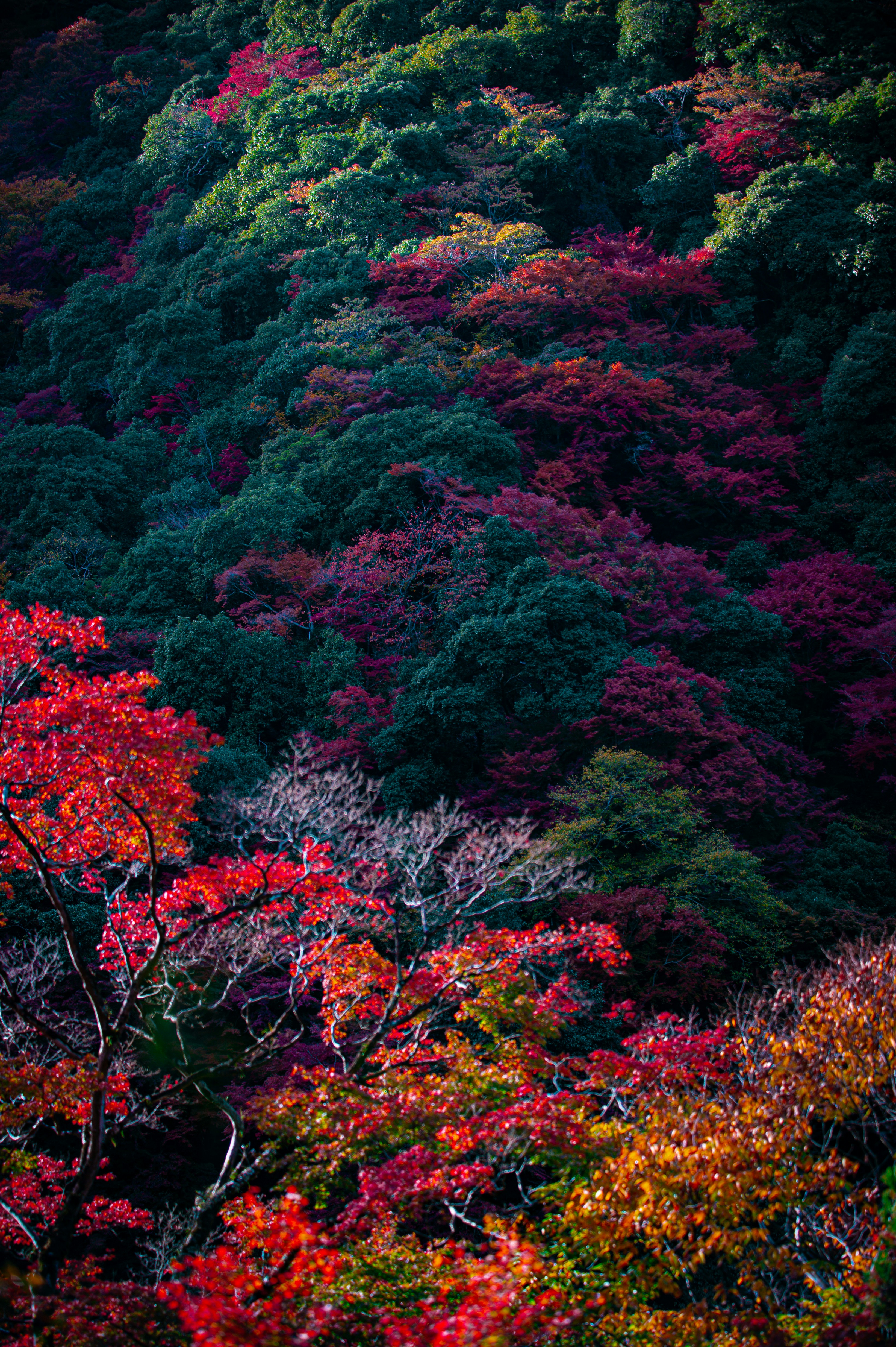 Autumn forest with vibrant red and green foliage. photo – Free Forest ...