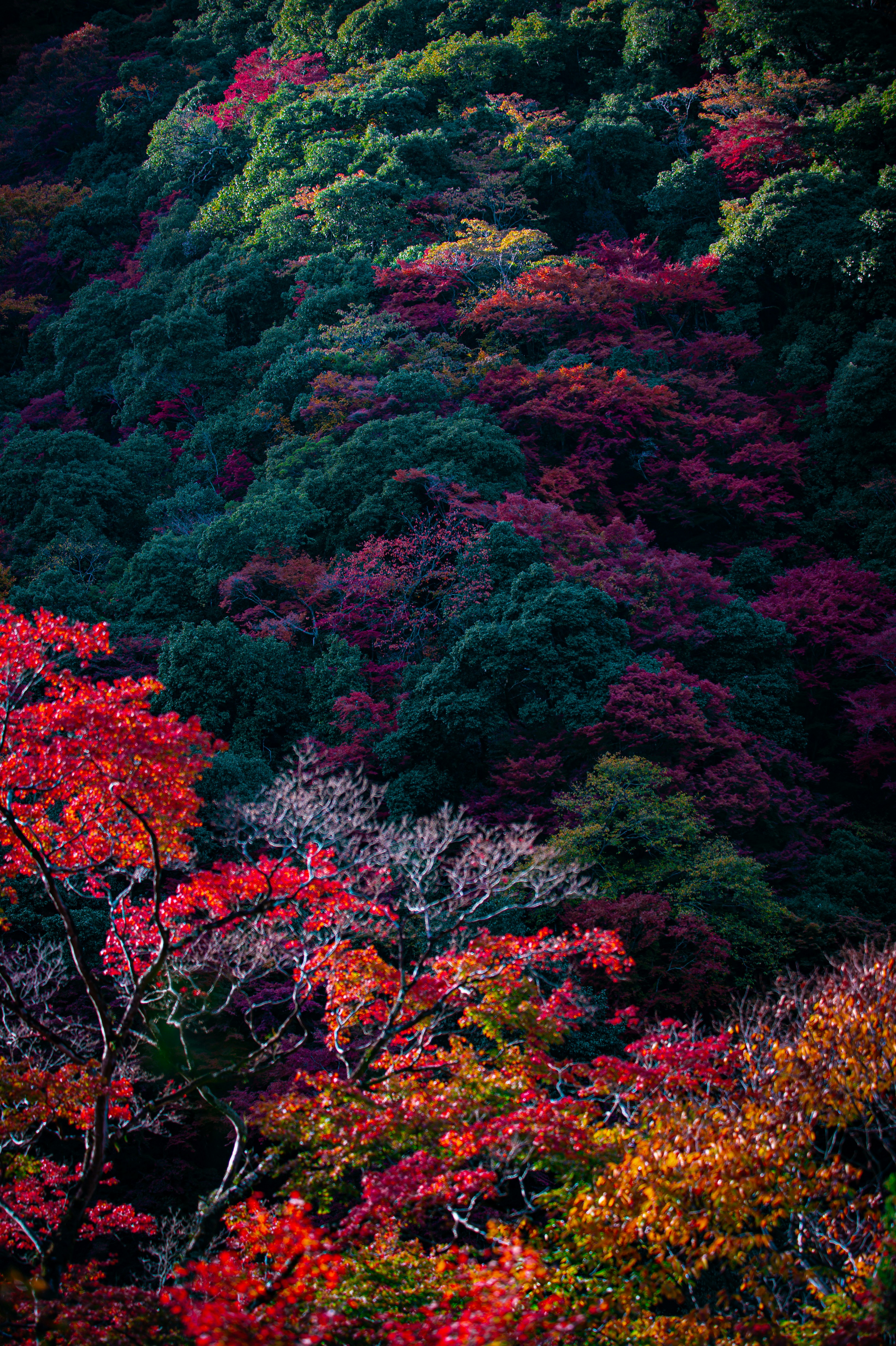 Crimson Canopy Over a Velvet Hillside