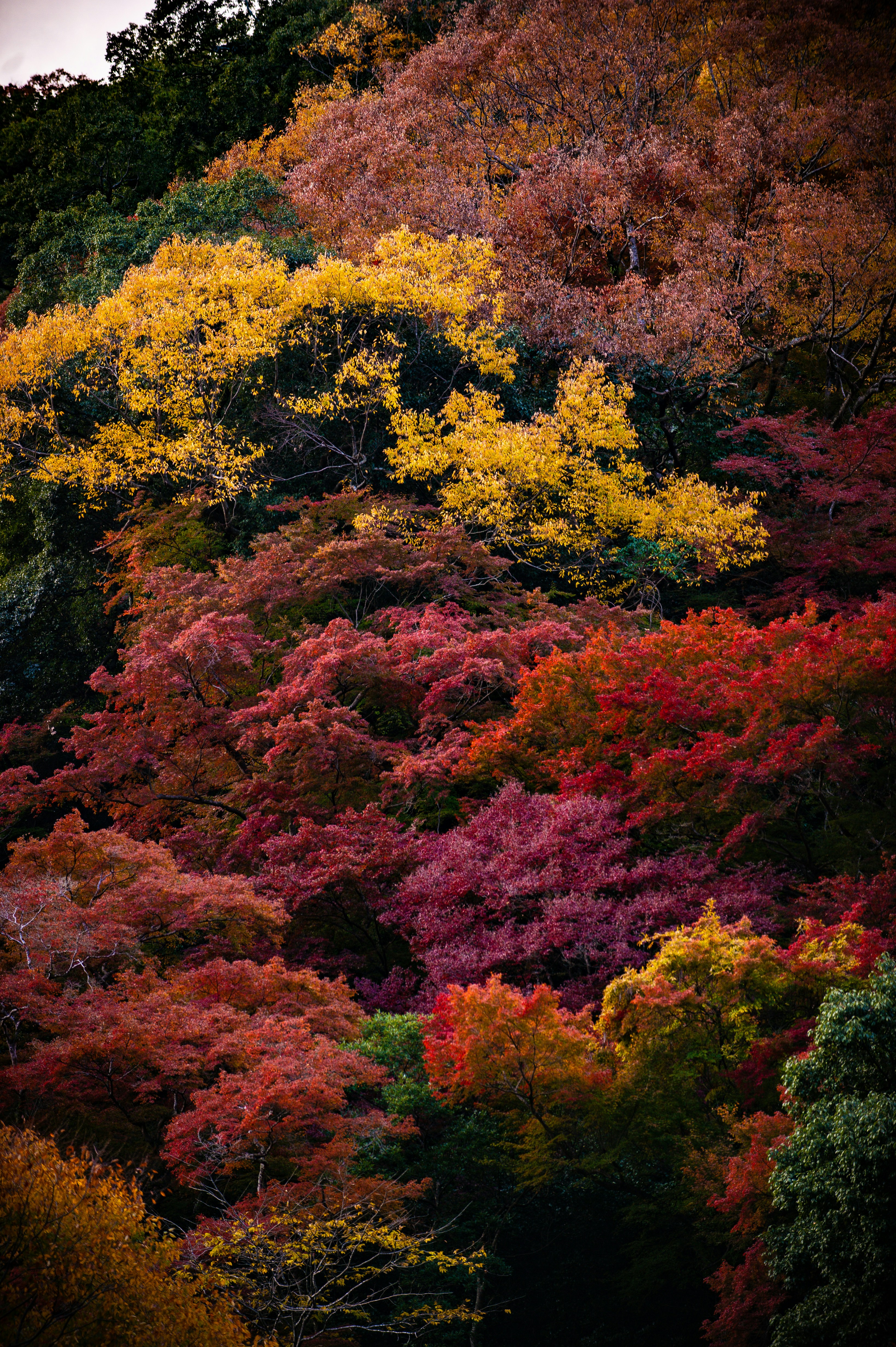 Fiery Canopy on the Slope: An Autumn Mosaic of Red, Orange, and Gold