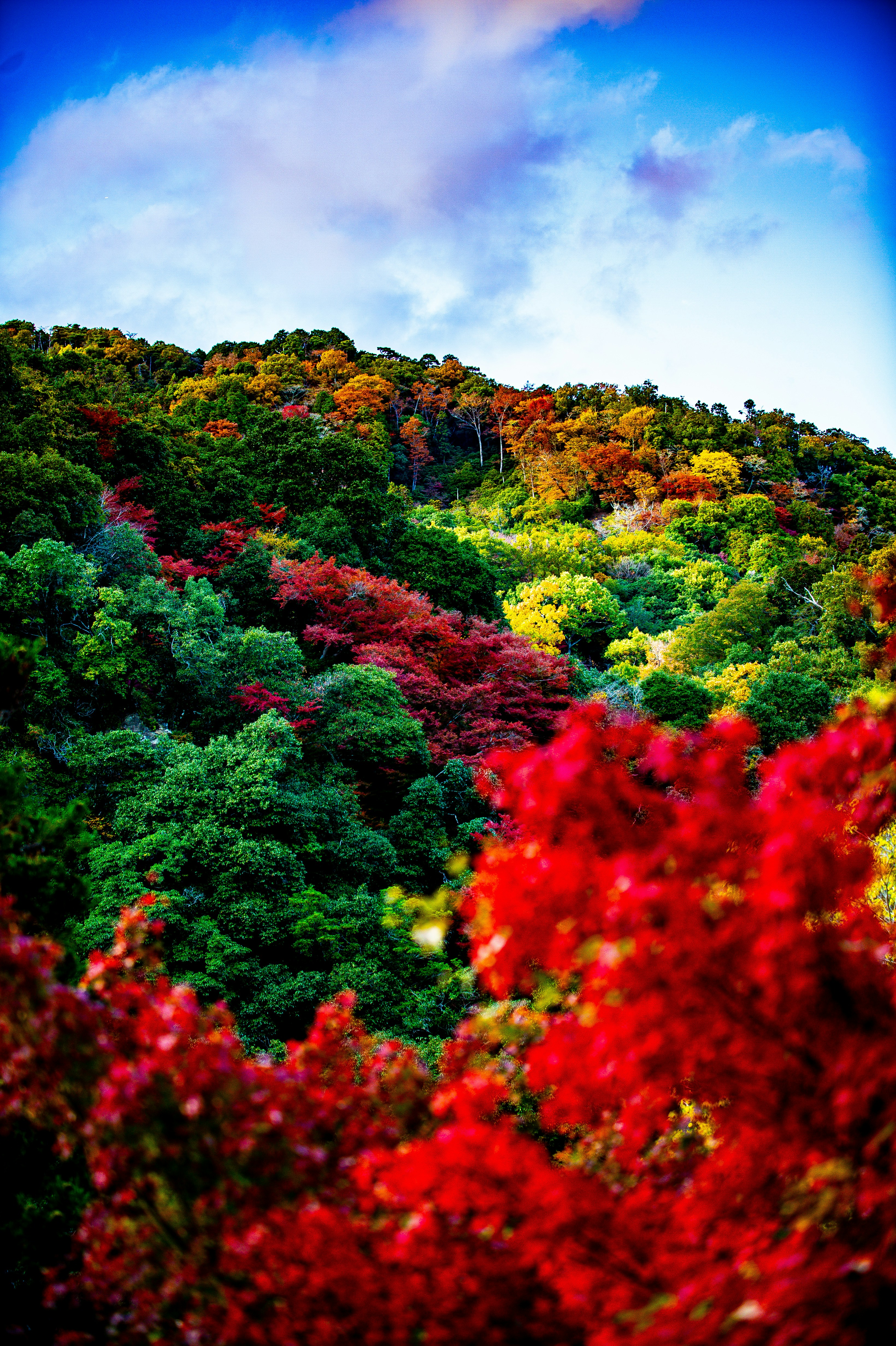 Autumn Ridge: A Forest Canopy Ablaze with Color