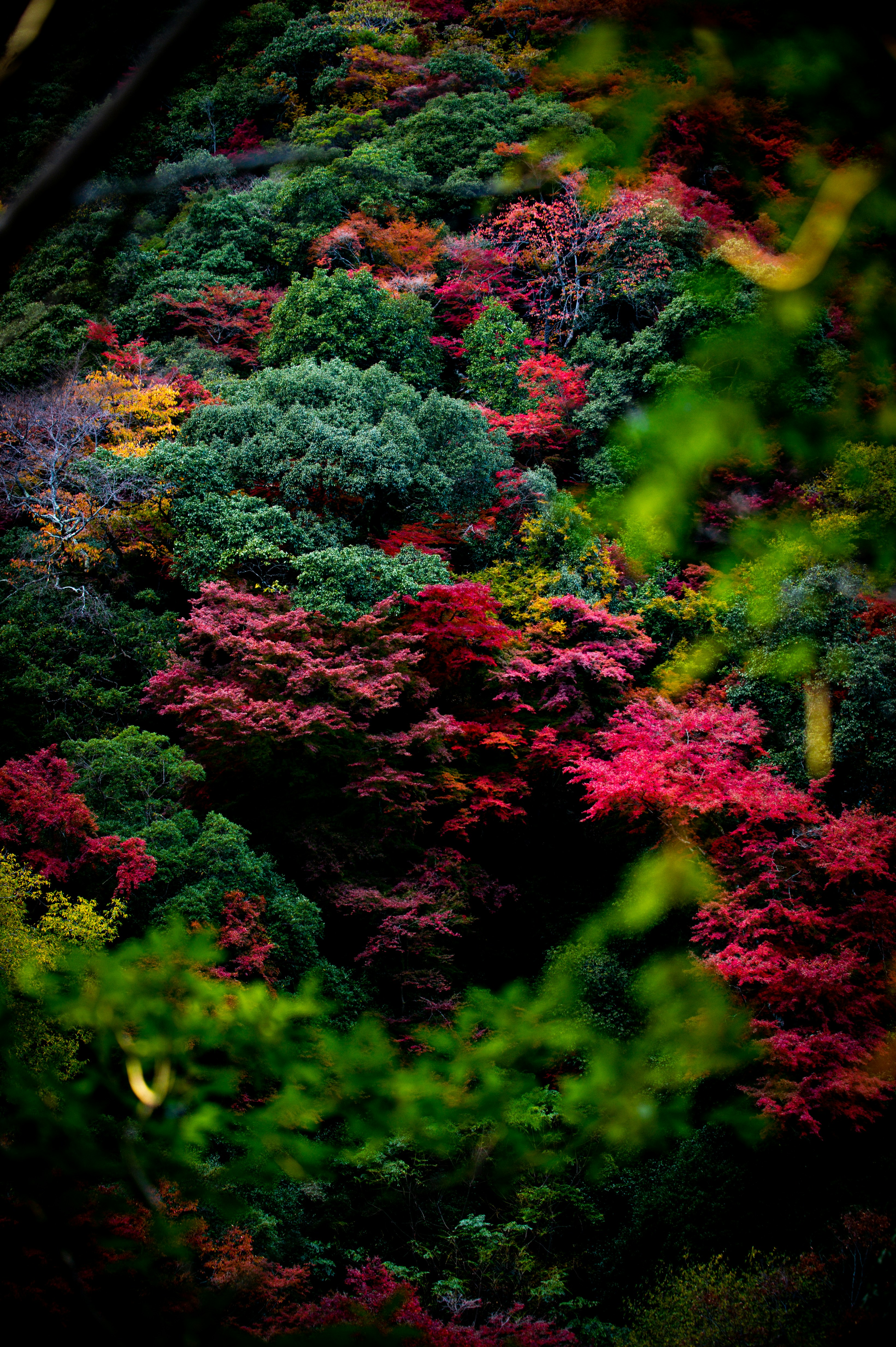 Autumn Ember Canopy: A Velvet Mosaic of Colorful Foliage