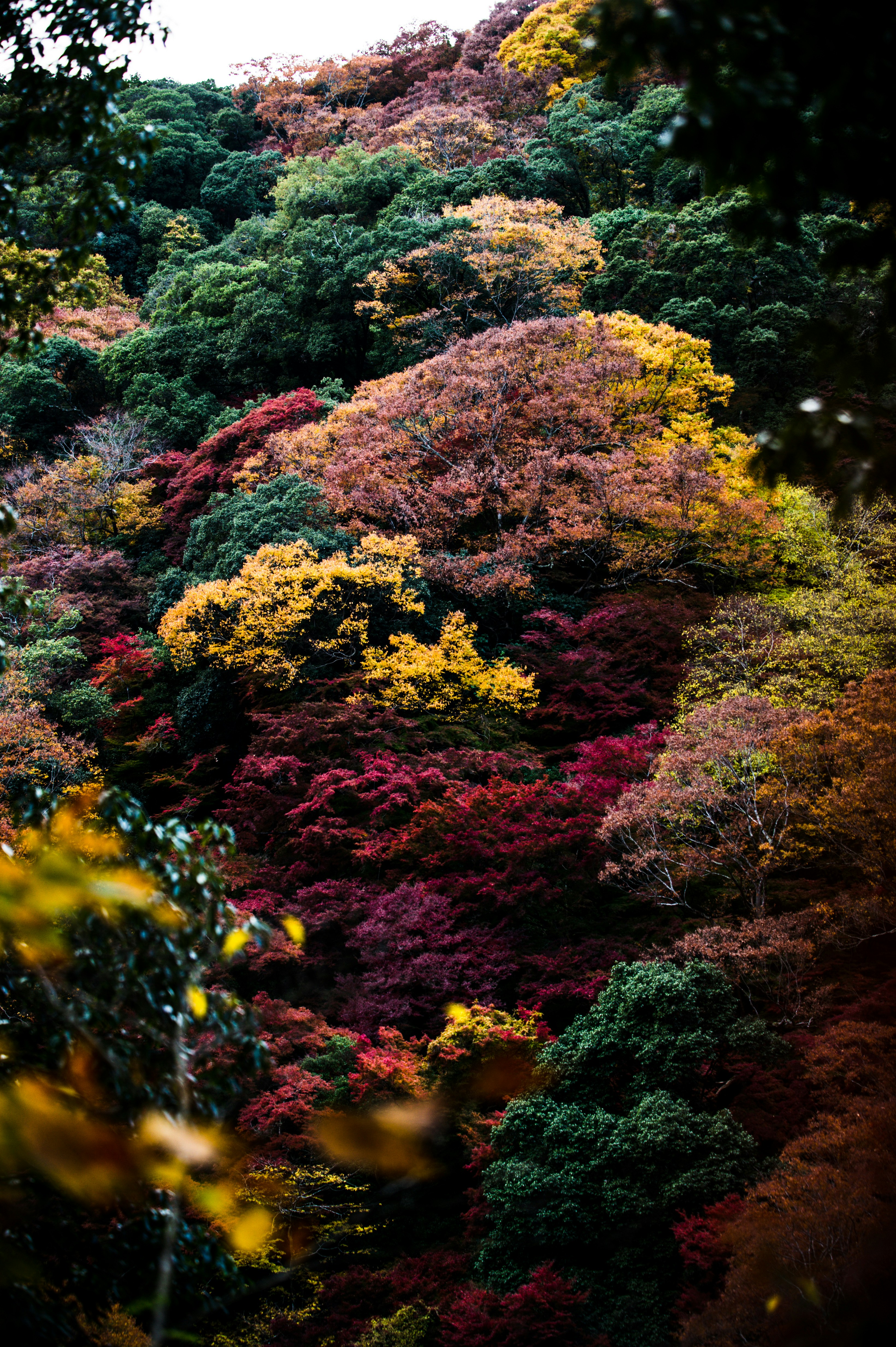 Autumn Mosaic: A Quiet Forest Ablaze with Color