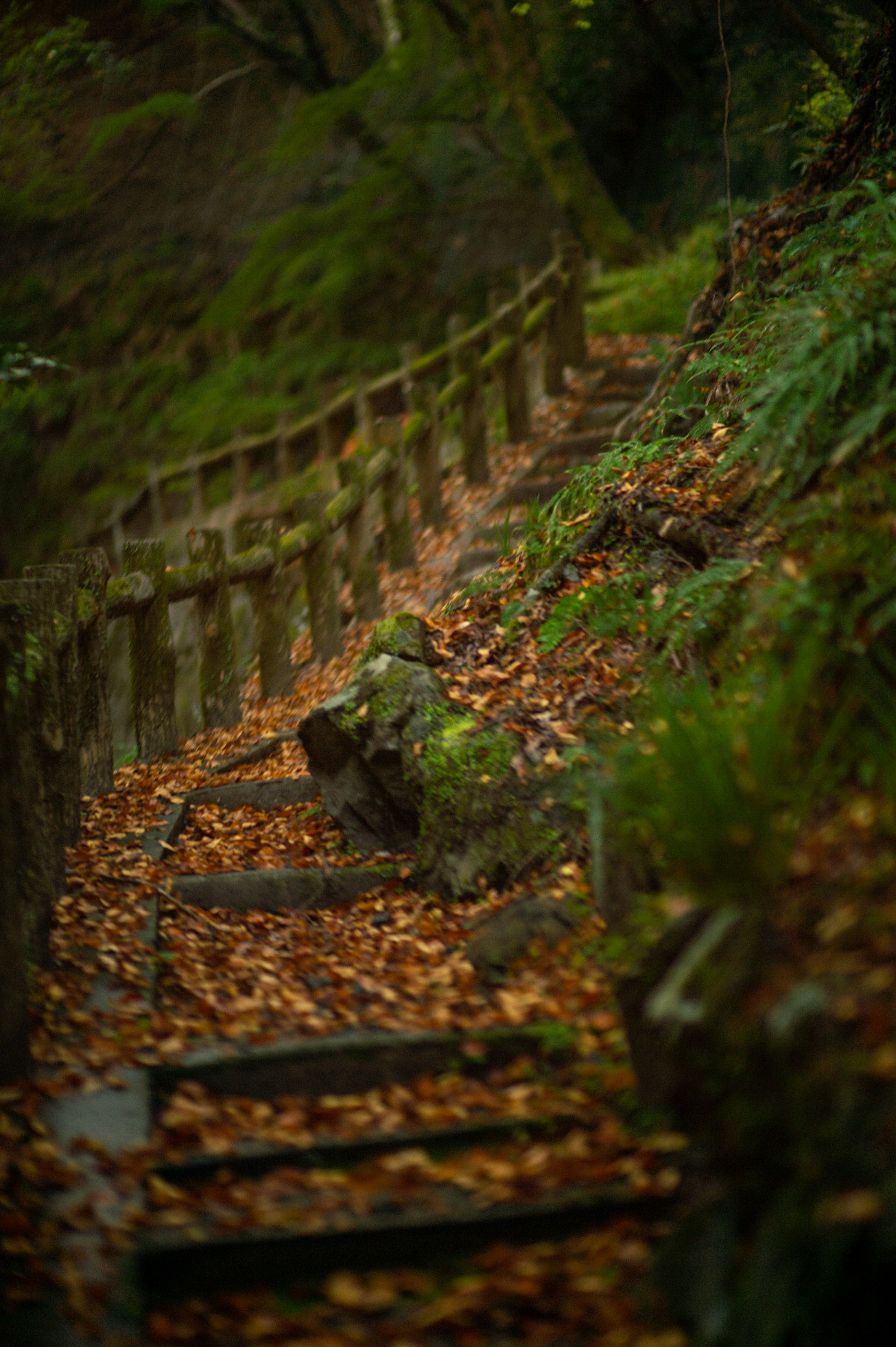 Moss-Carved Staircase: A Quiet Path Through Autumn Fog