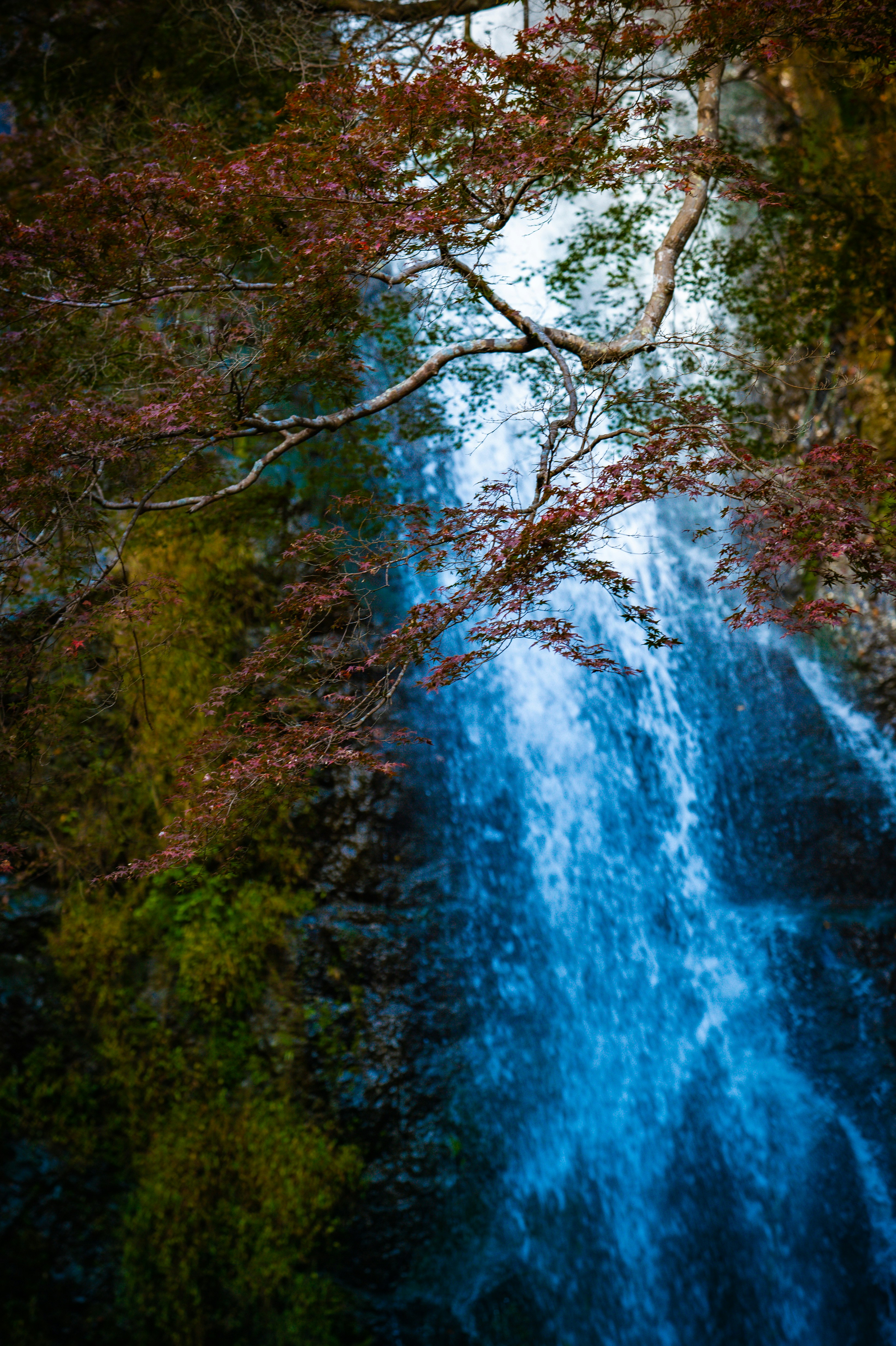 Crimson Canopy Framing a Sapphire Cascade