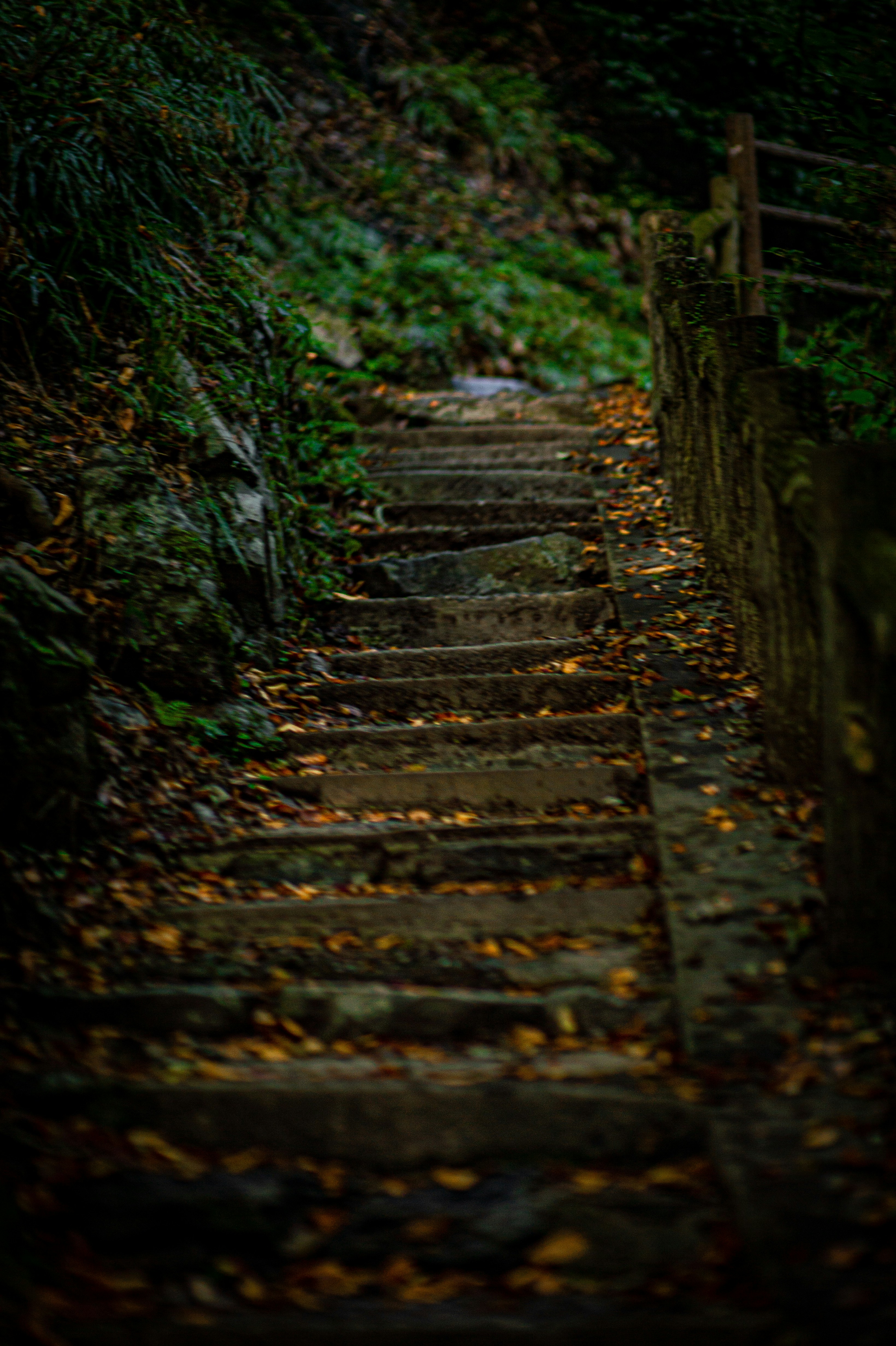 Staircase to the Quiet Canopy: Mossy Steps Receding into Shadow