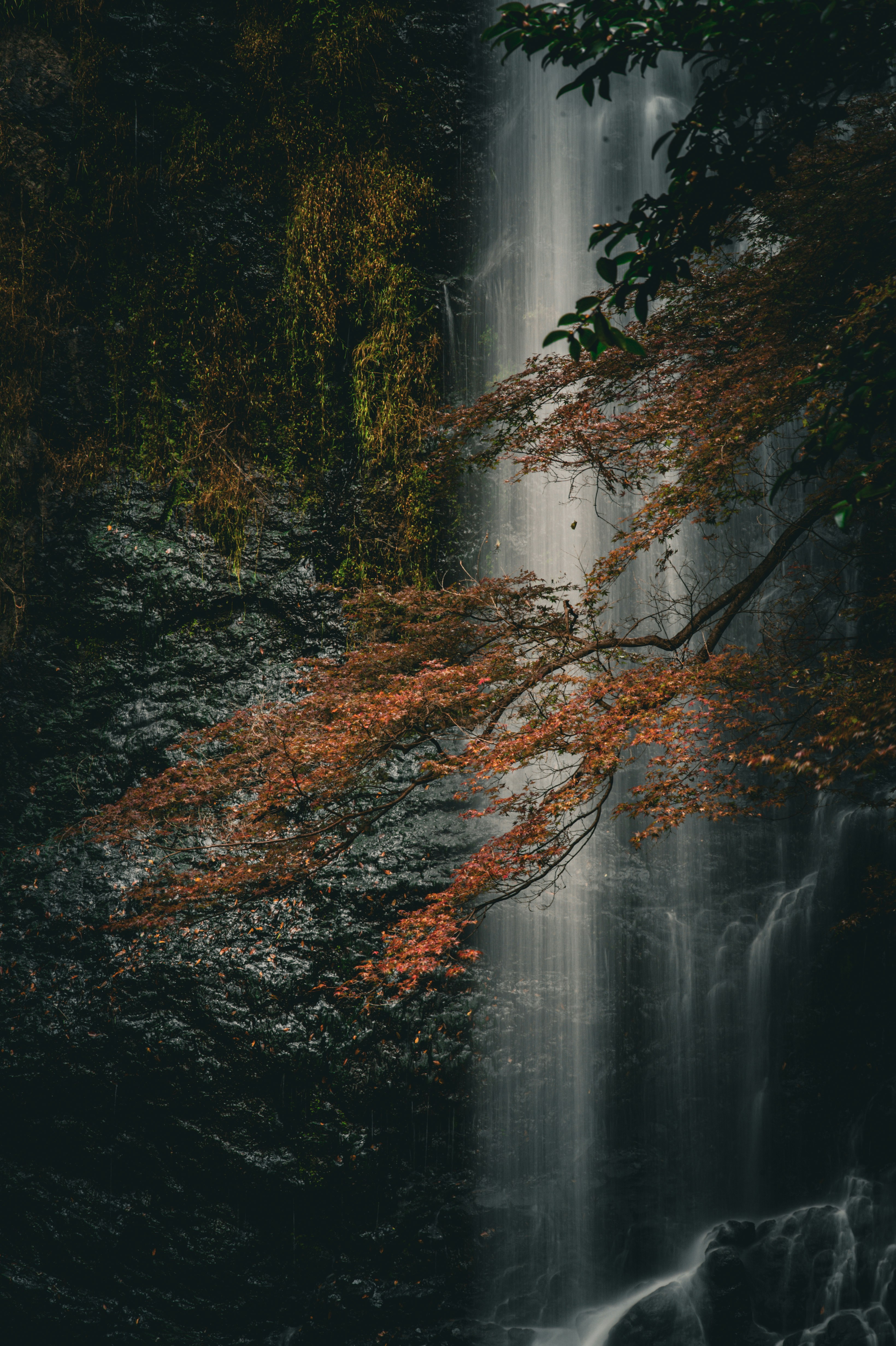 Crimson Canopy Framing a Hidden Cascade