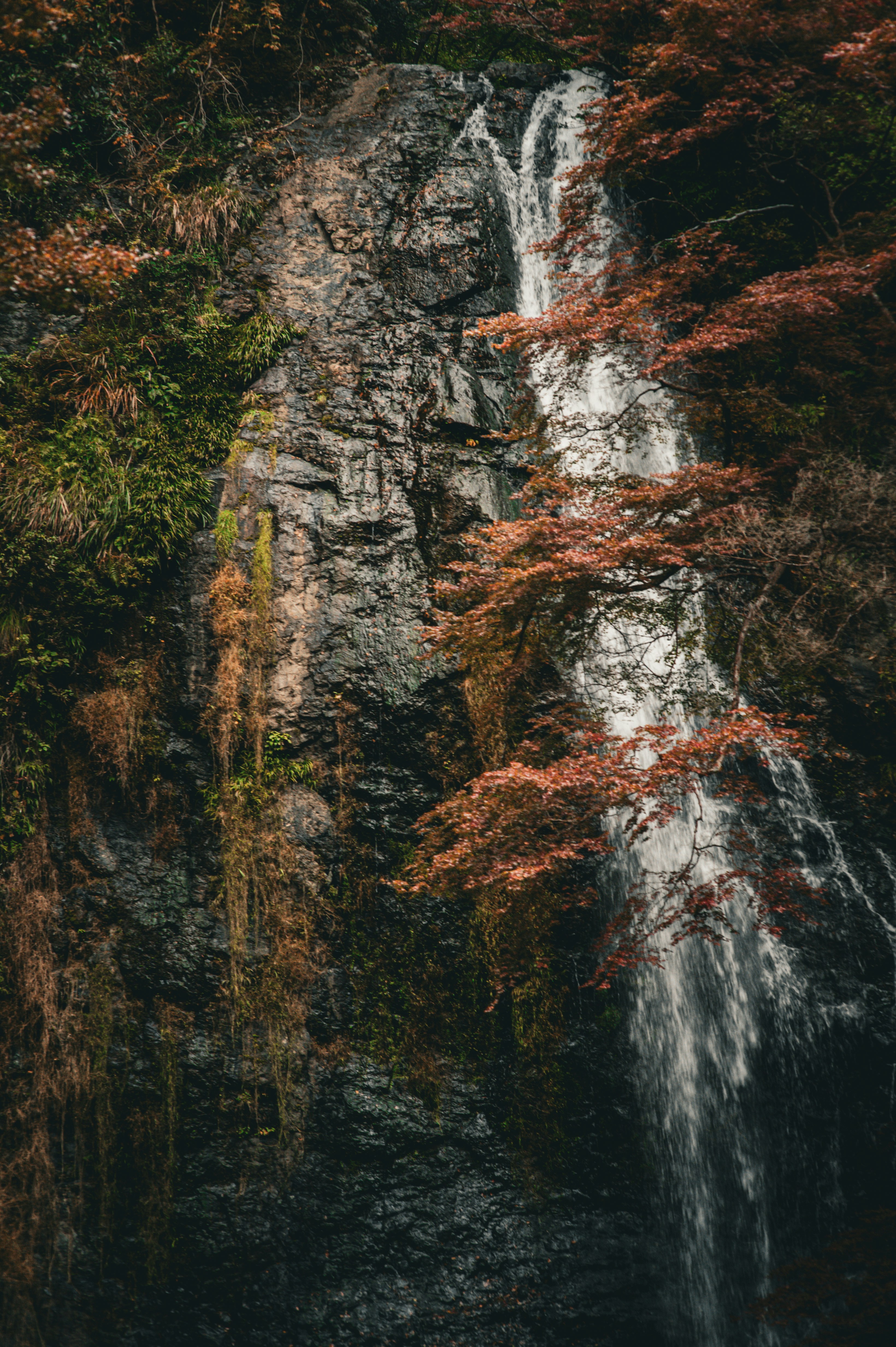 Crimson Veil on a Mossy Cliff: a Waterfall's Quiet Descent