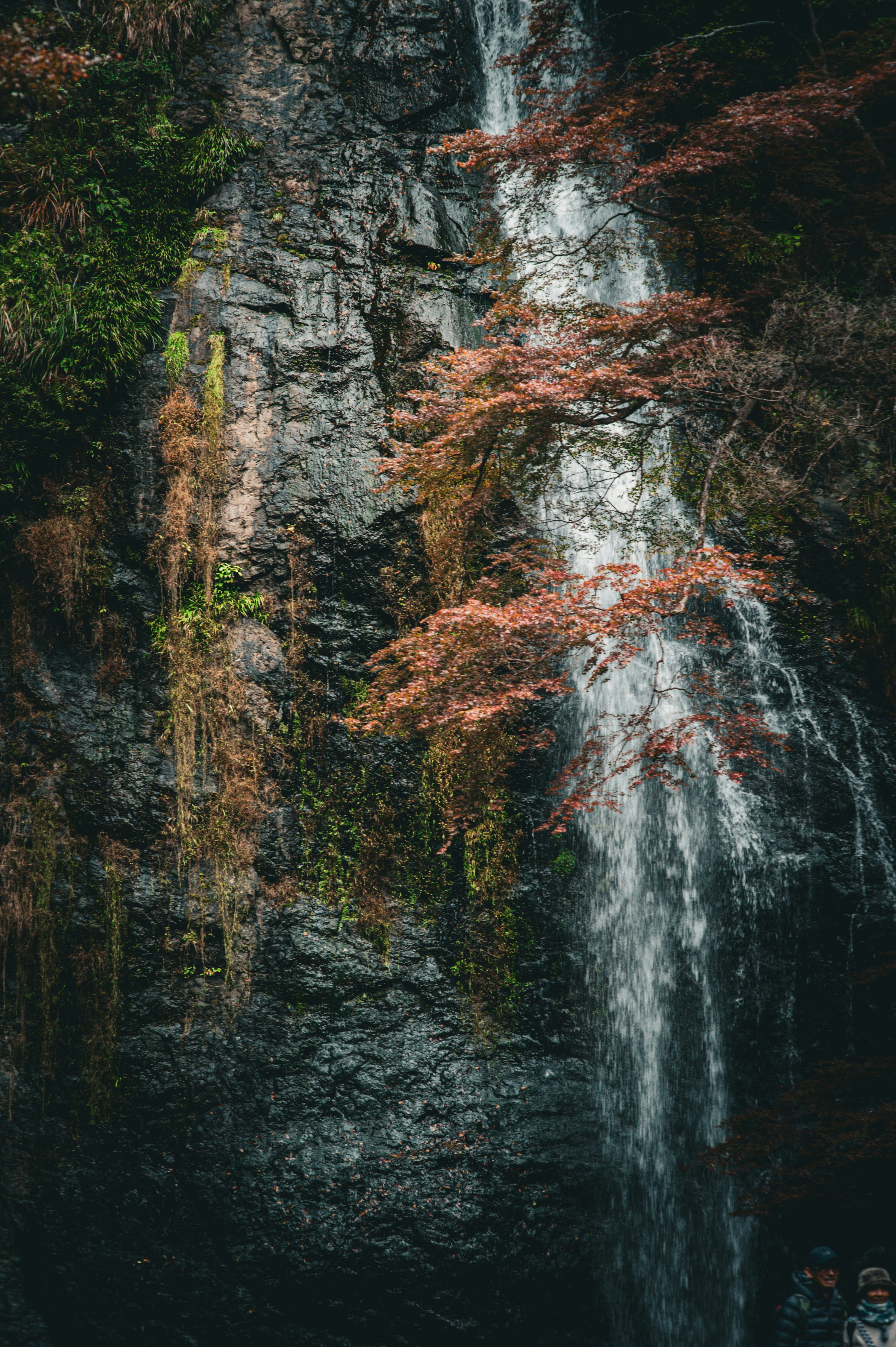 Crimson Canopy over a Mossy Cliff: A Narrow Cascade in Autumn Light
