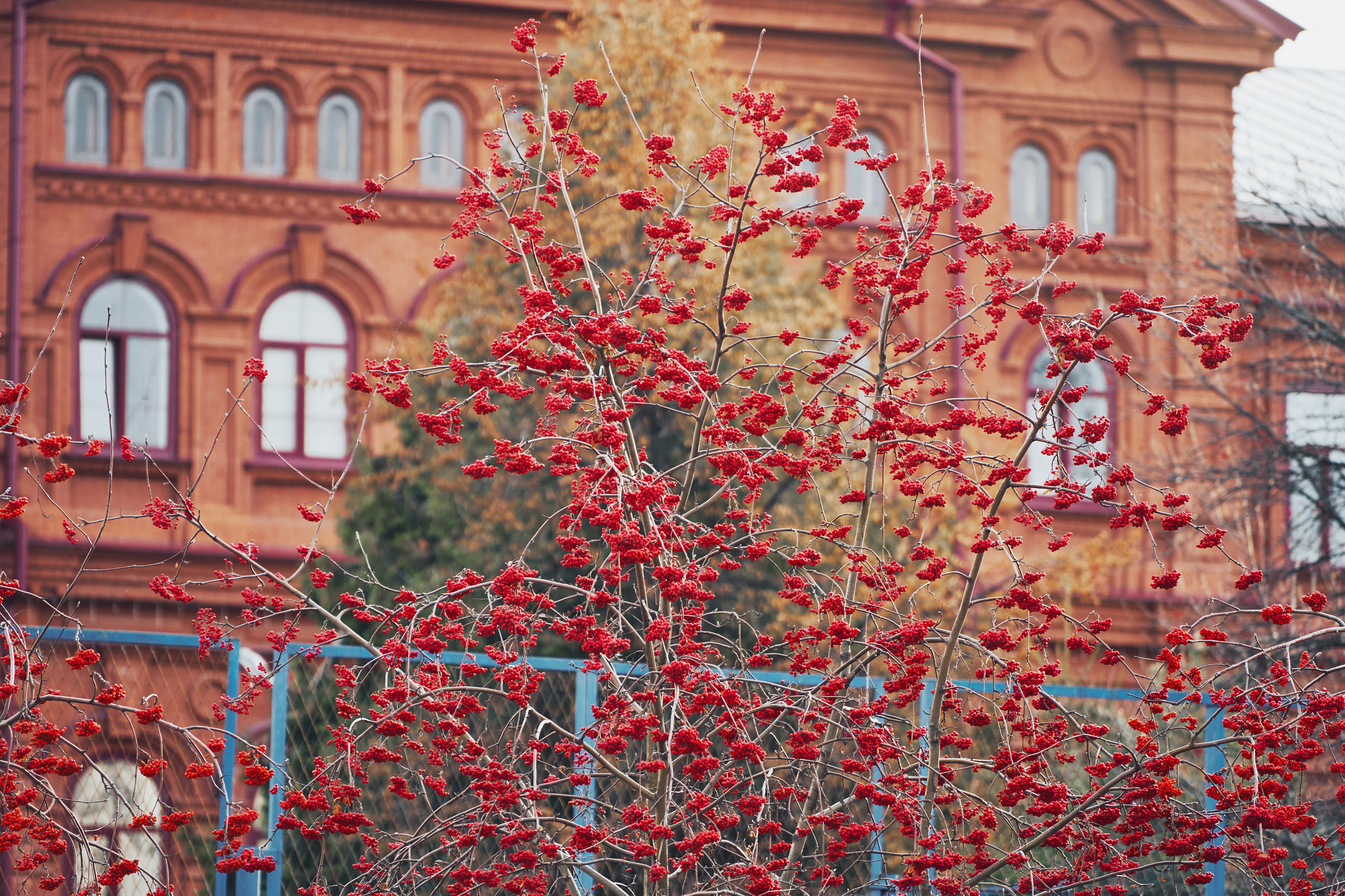 Crimson Berry Lattice Before a Russet Facade