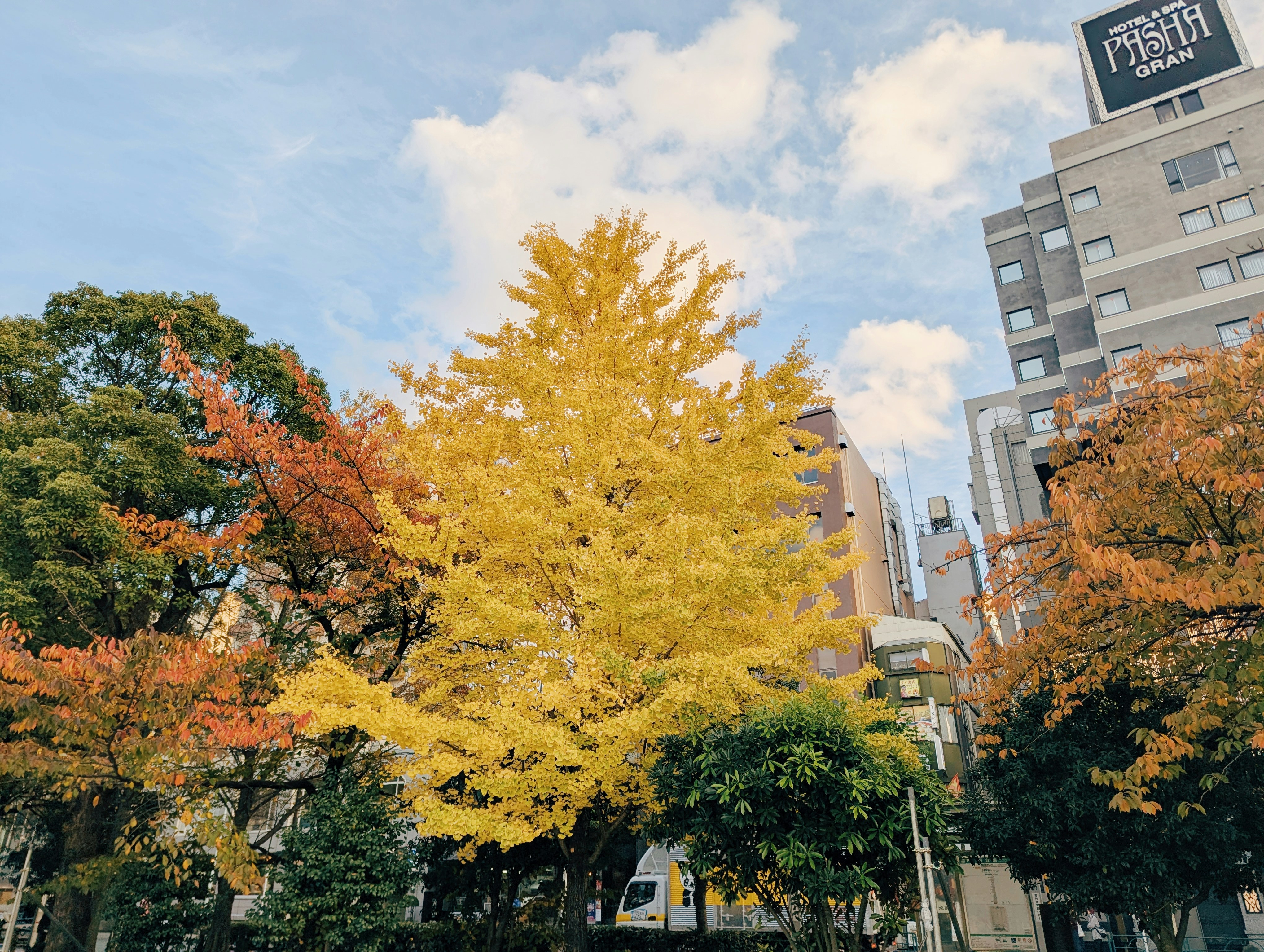 Golden Canopy Among Concrete Towers
