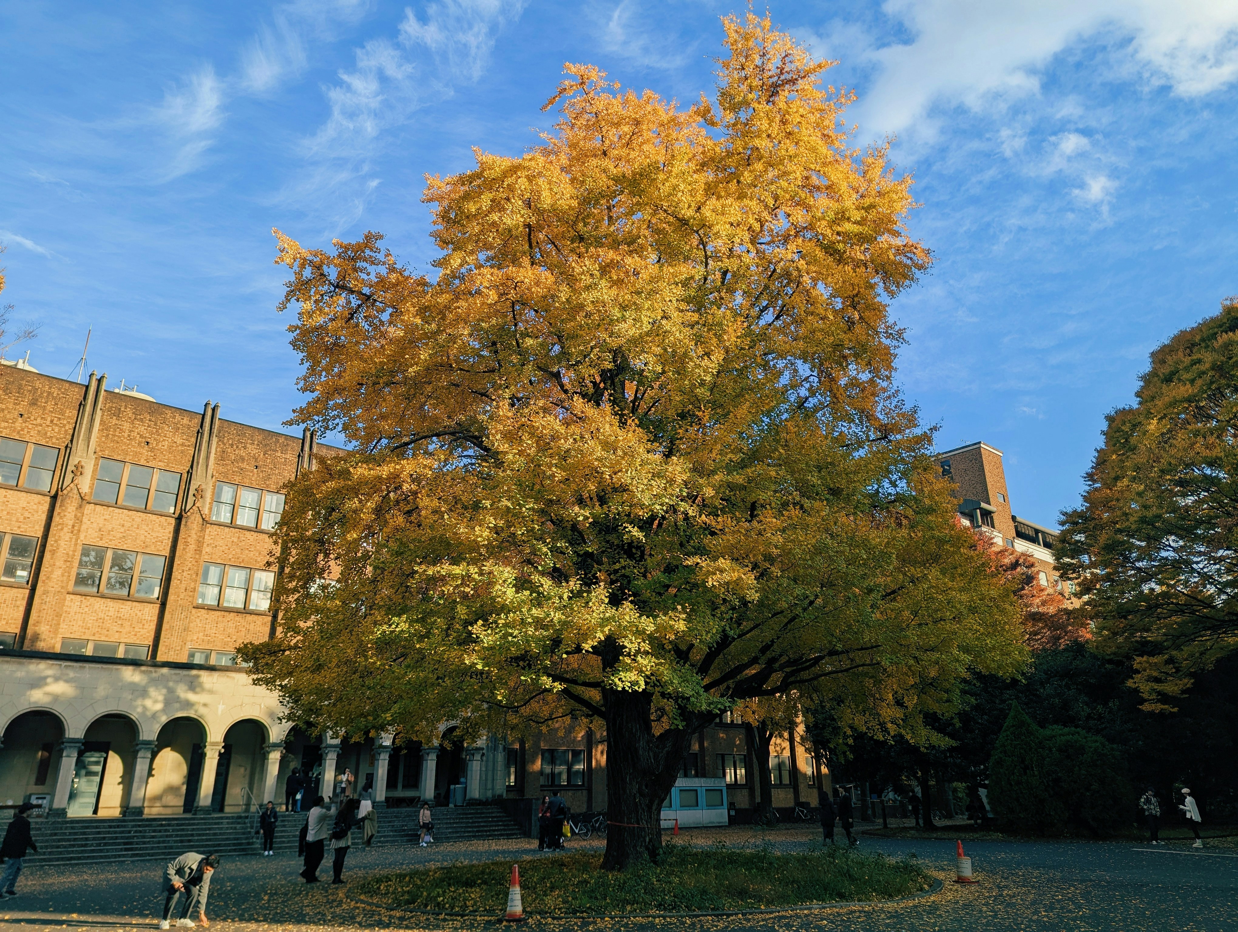 Golden Maple Crown Over a Quiet Campus Courtyard