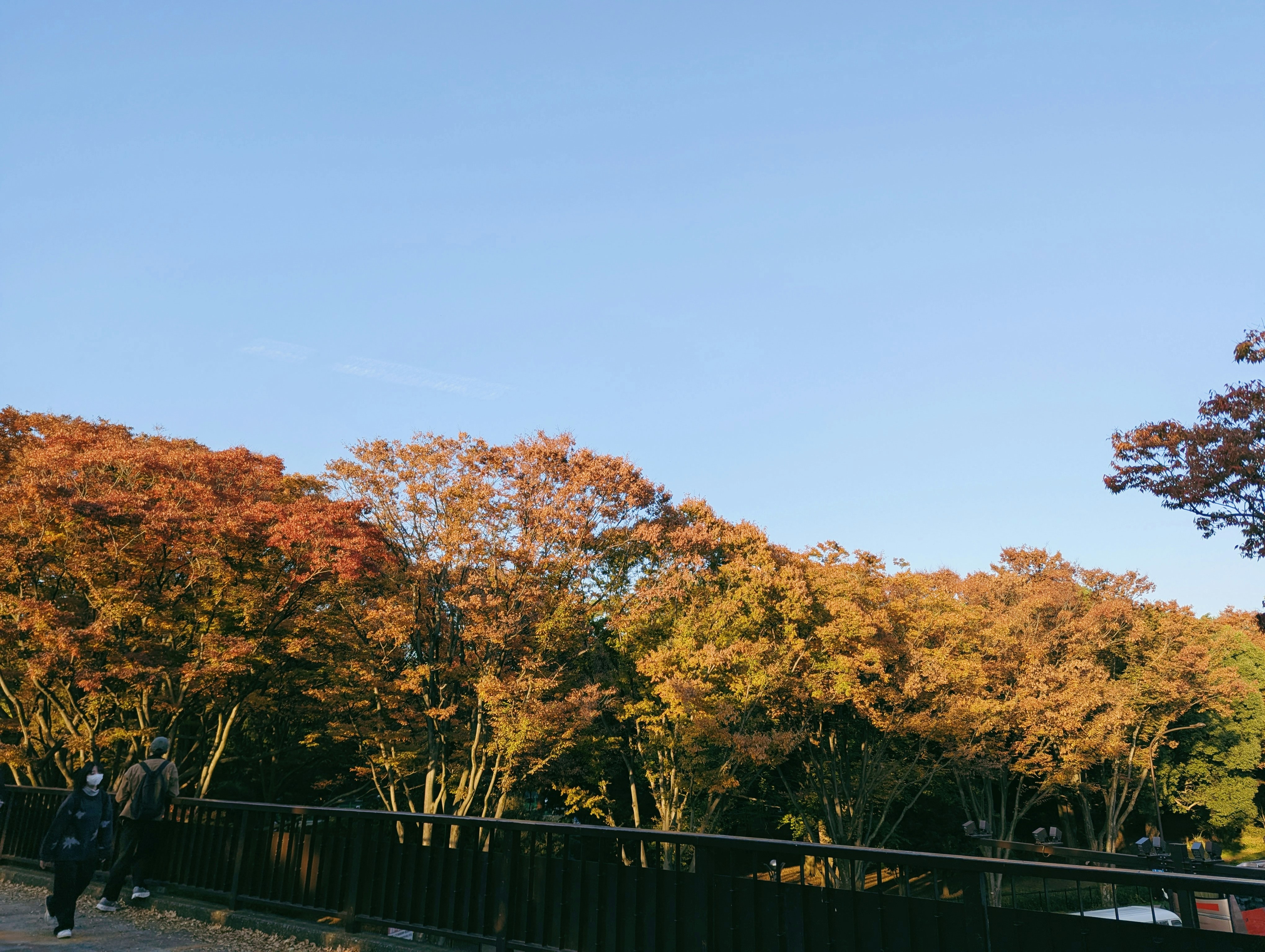Crimson Canopy Over a Riverside Boardwalk