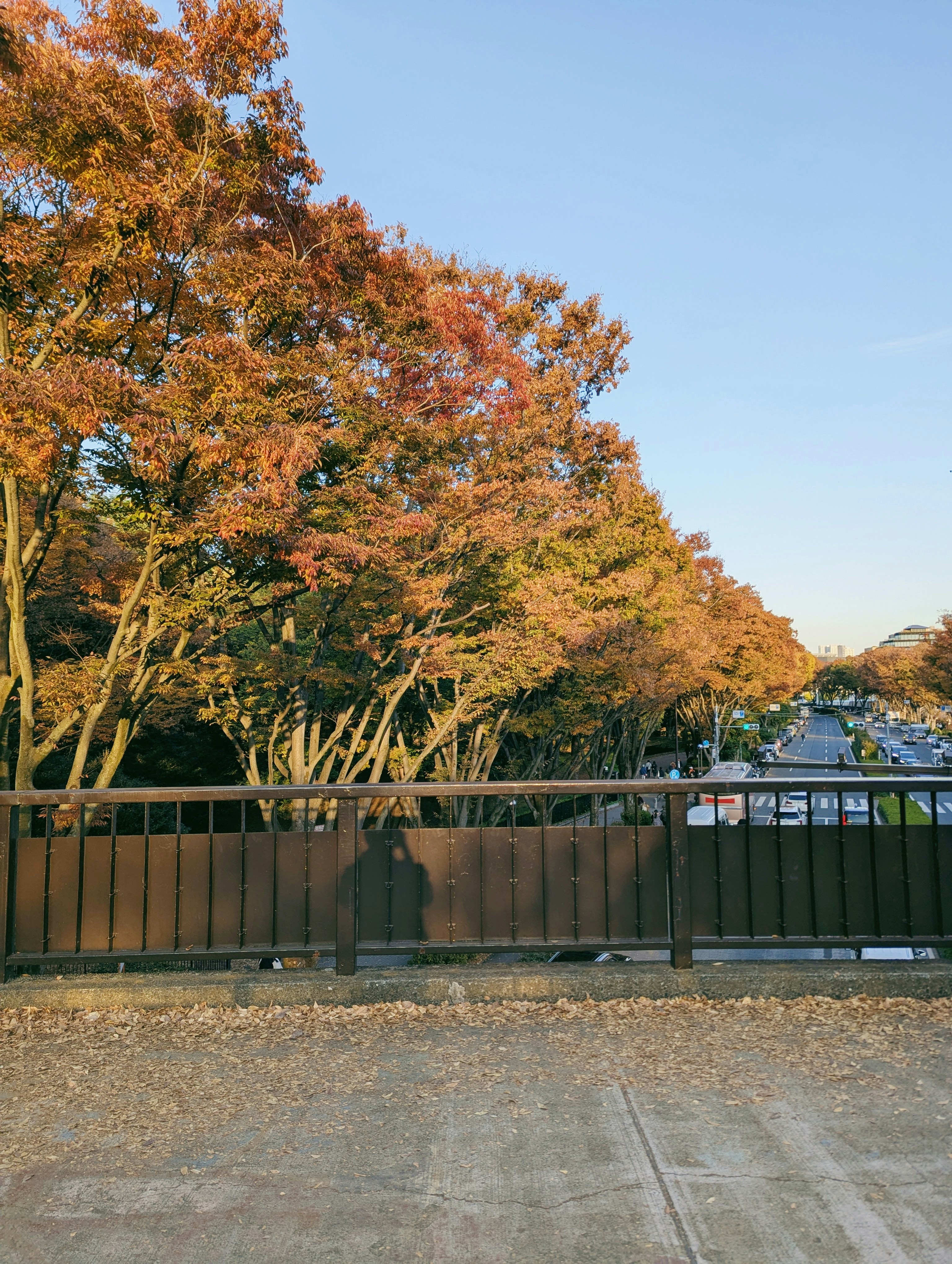 Autumn Canopy Over a Distant City Road