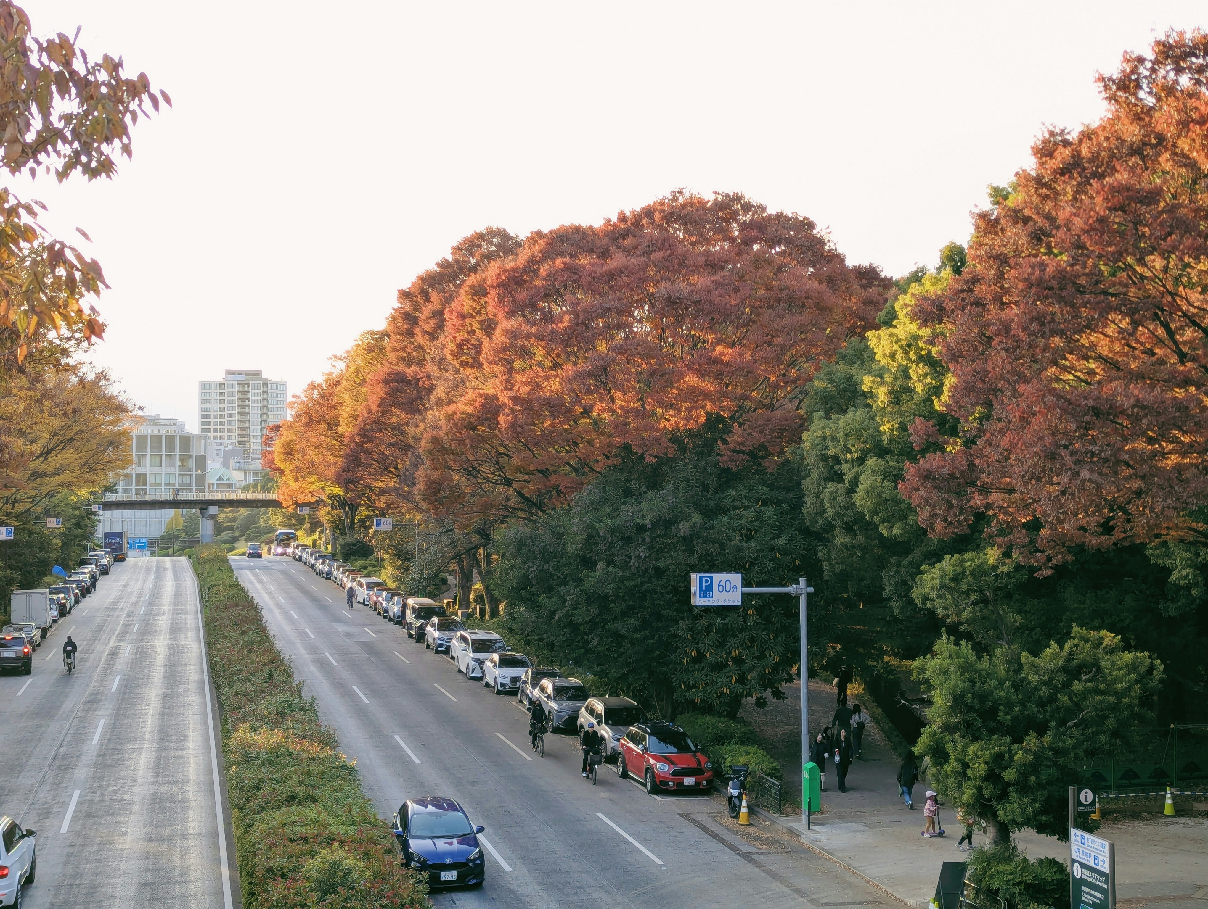 Crimson Canopy Over a Quiet City Boulevard