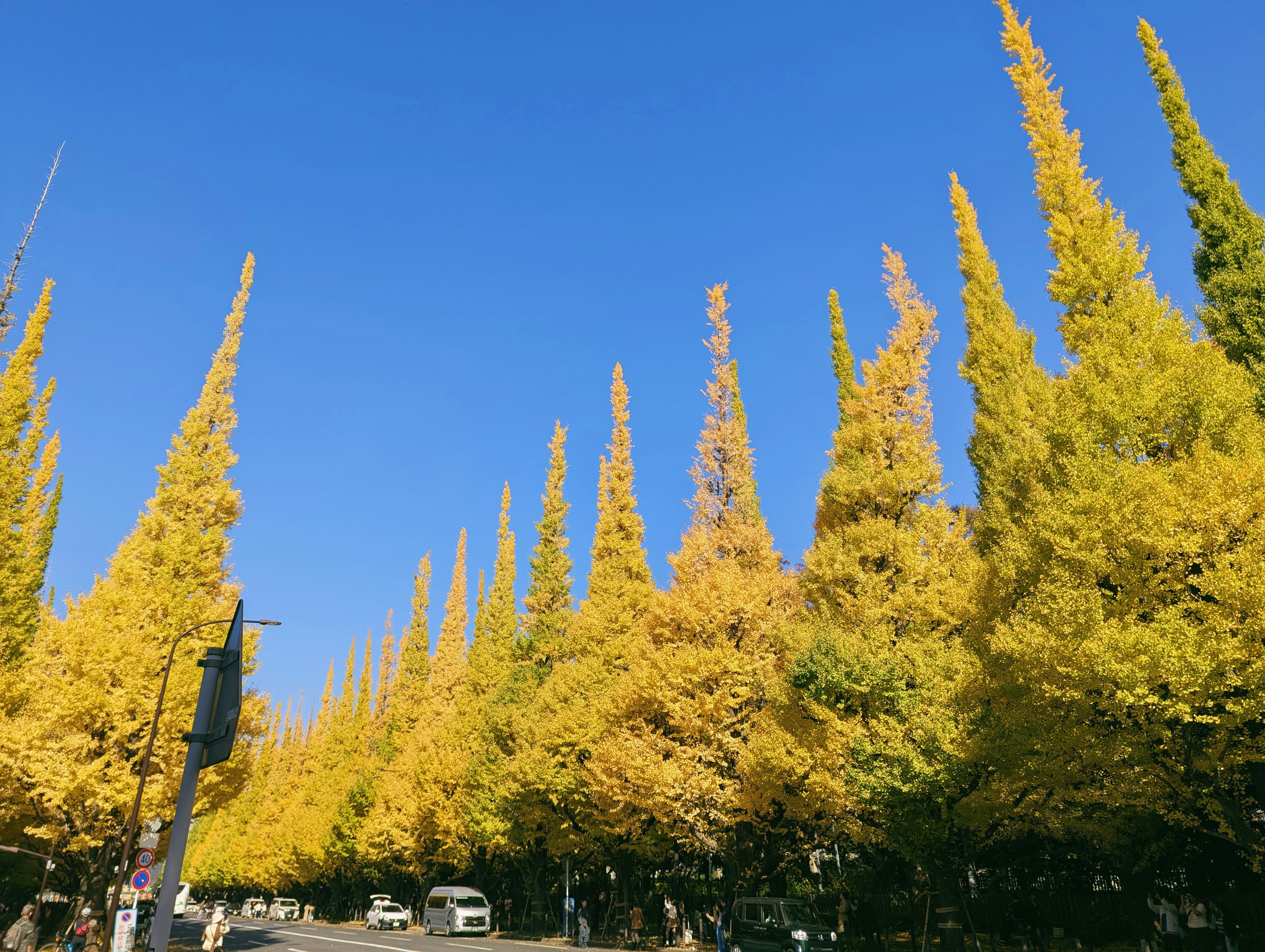 Golden Corridor: Sunlit Ginkgo Trees Line a Quiet City Street