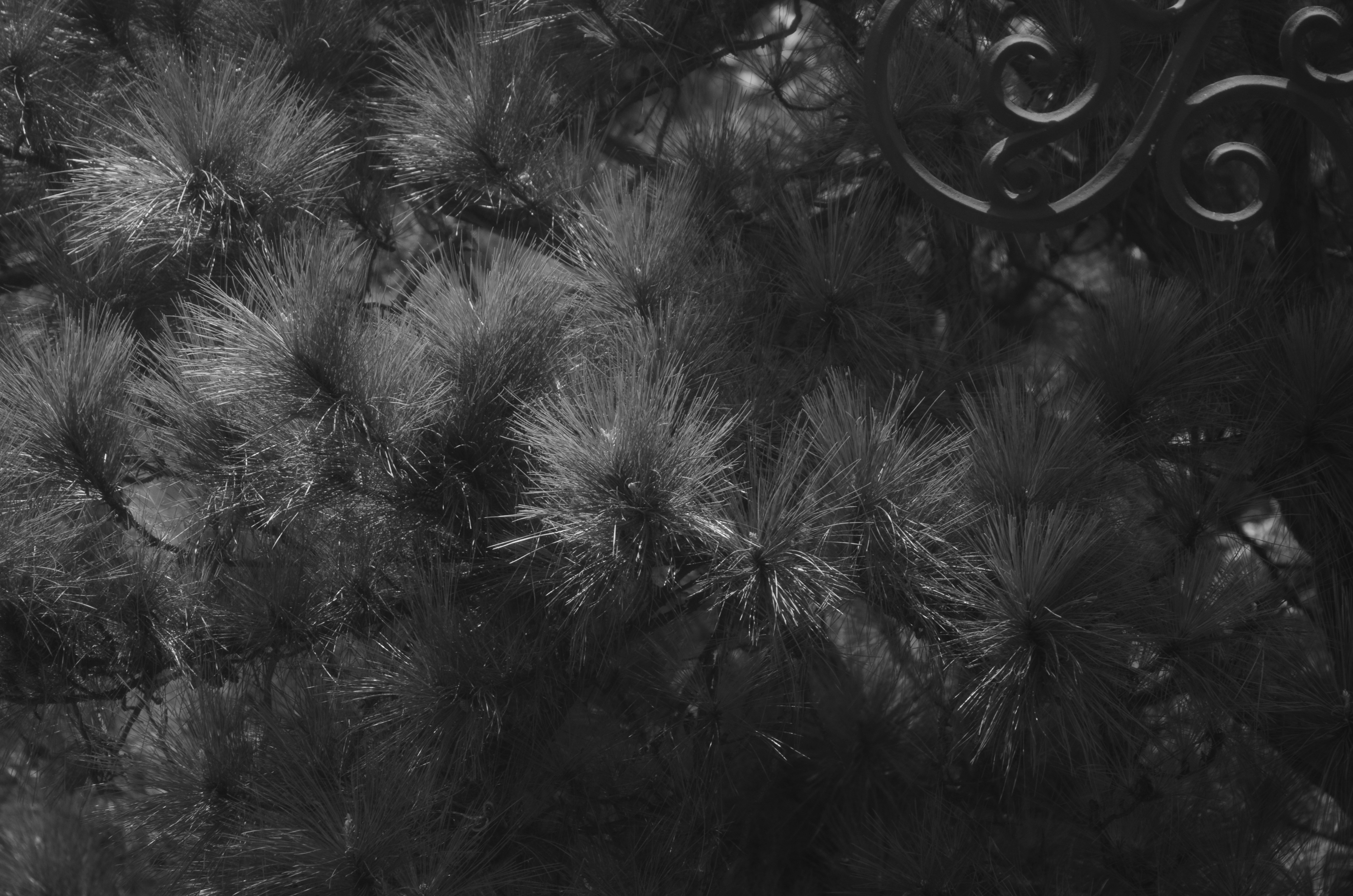 Monochrome Pineburst Beneath Wrought-Iron Whorls