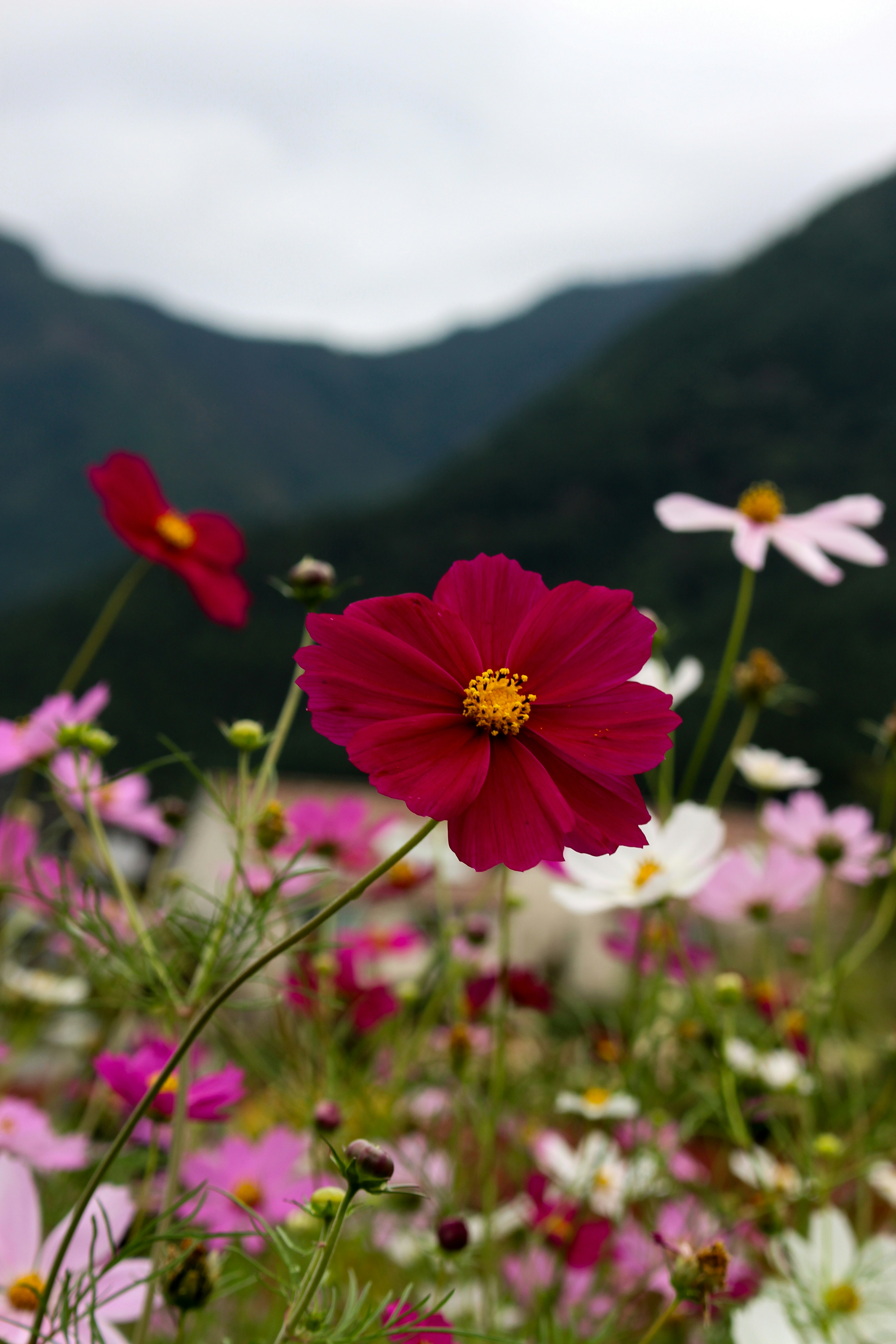 Crimson Bloom Centerstage in a Meadow of Petals with Mountain Backdrop