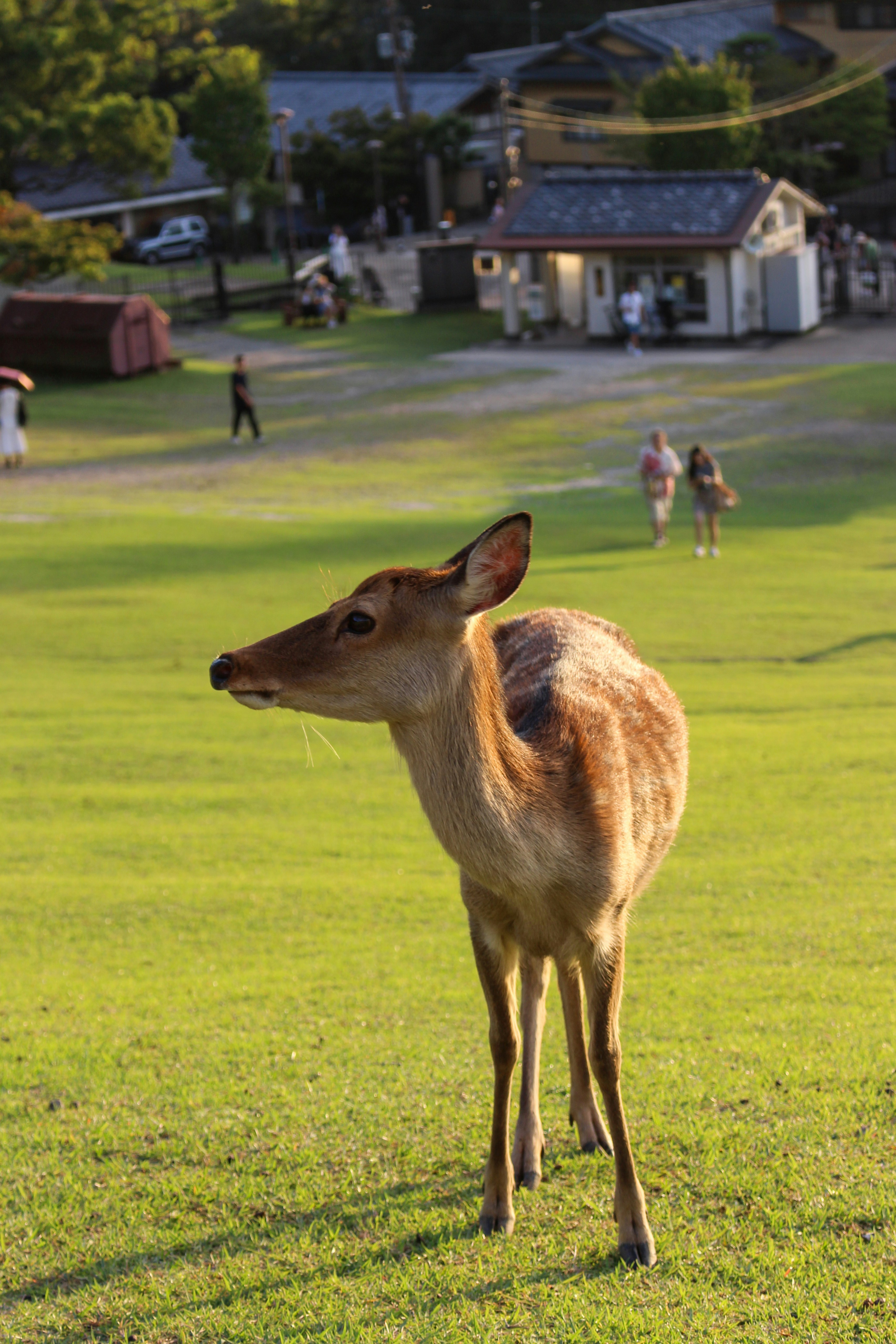 Sunlit Deer on the Park Lawn: Quiet Grace Beneath Wooden Pavilions
