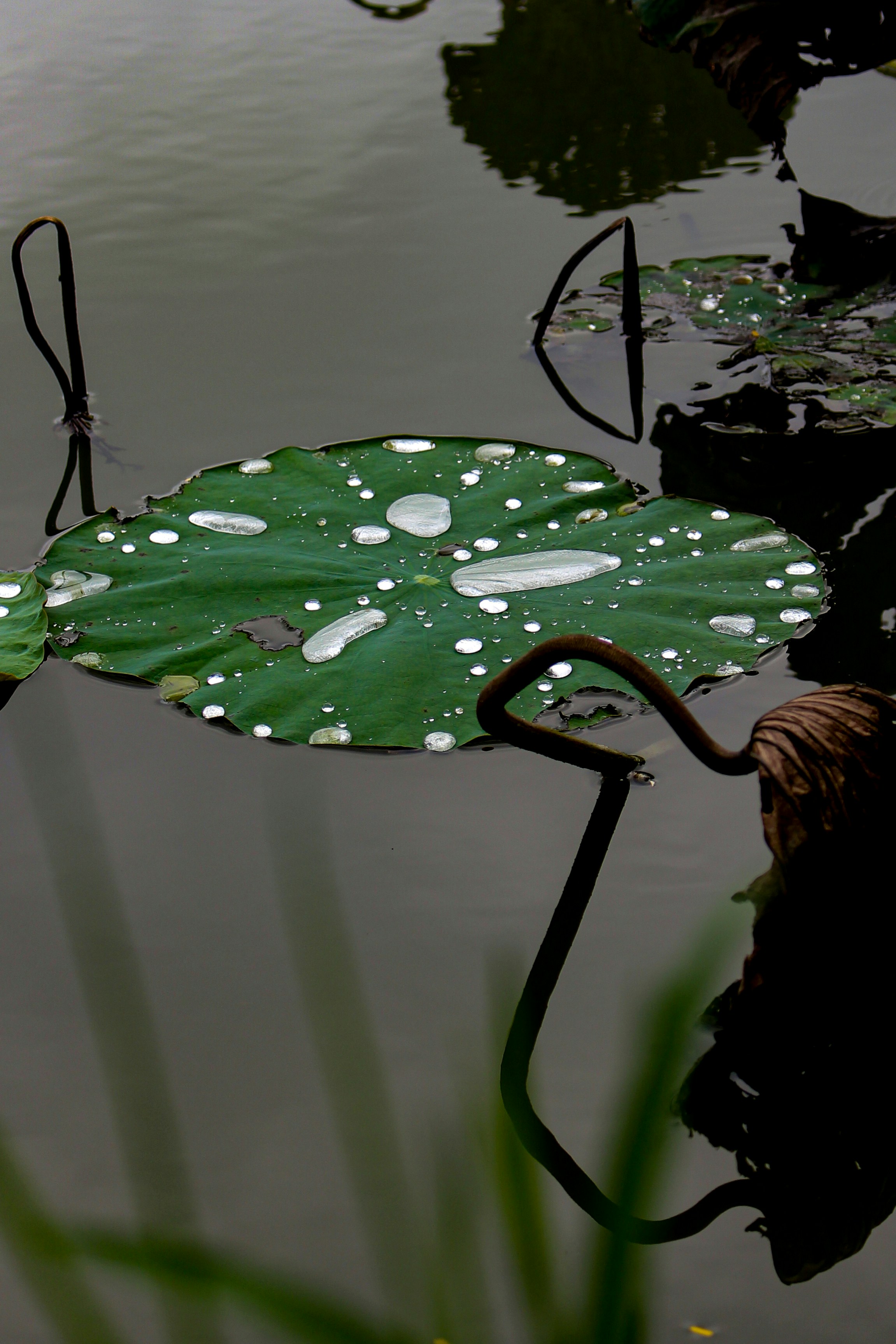 Dew-Glazed Lily Pad: Quiet Green on a Reflective Pond