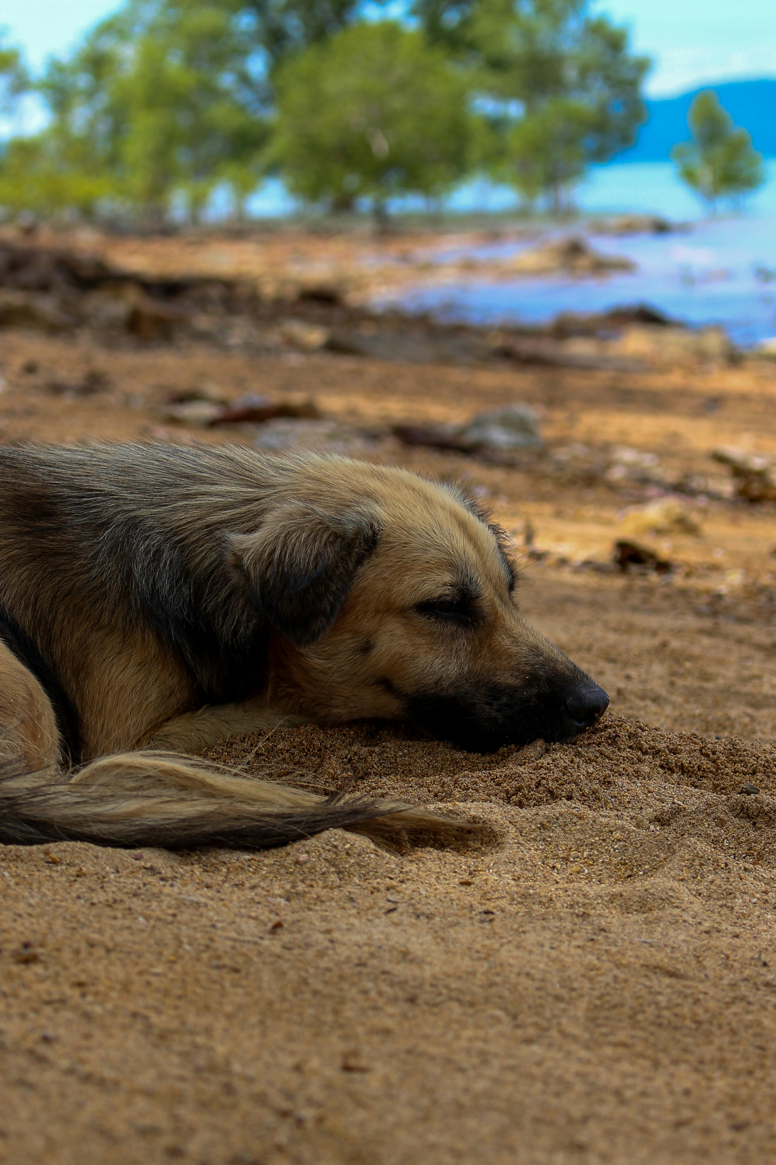 Sun-Warmed Rest: A Dog Dozing Along the Lake on Sandy Shore