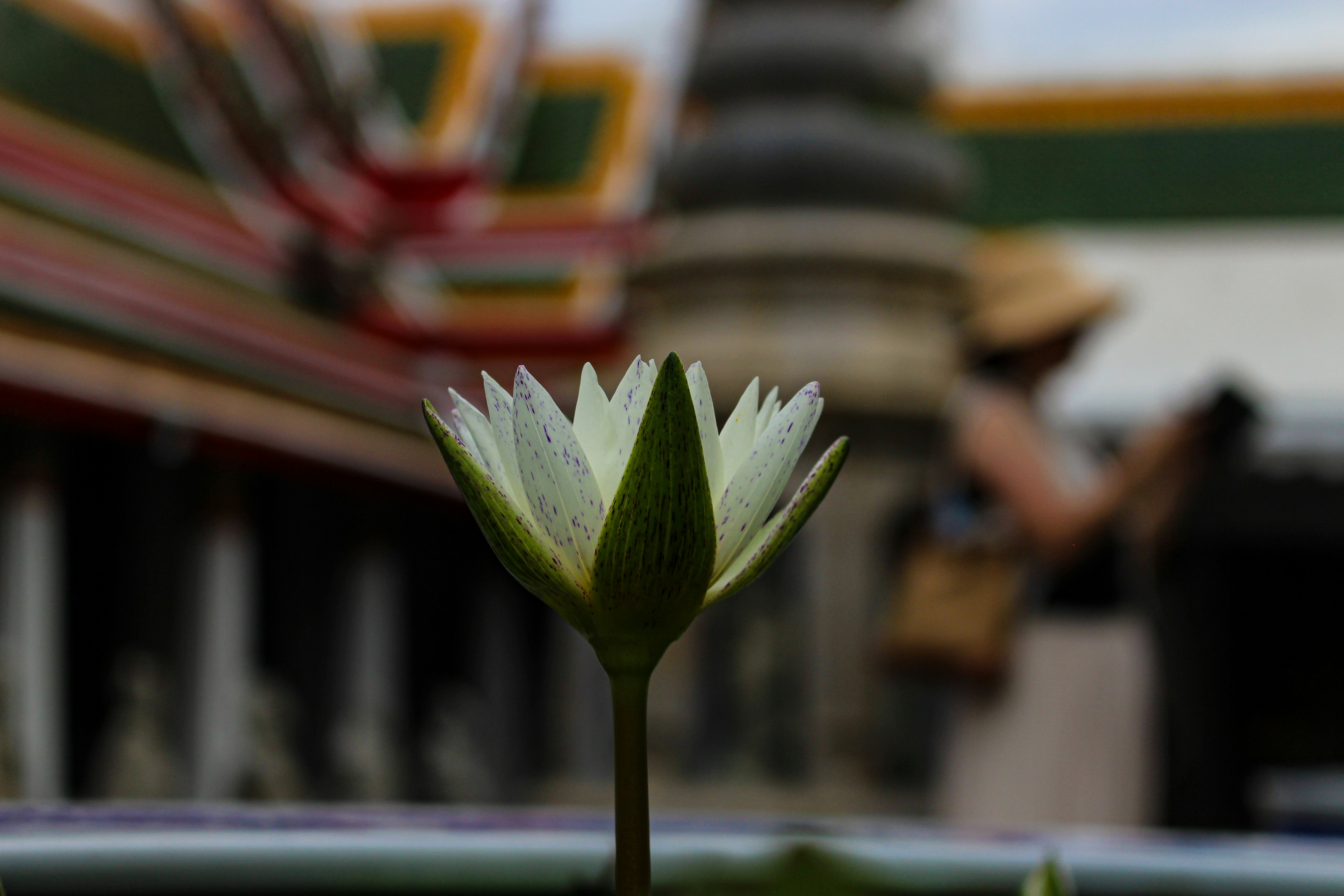 Centered Lotus in Sharp Focus Against a Sacred Temple Backdrop