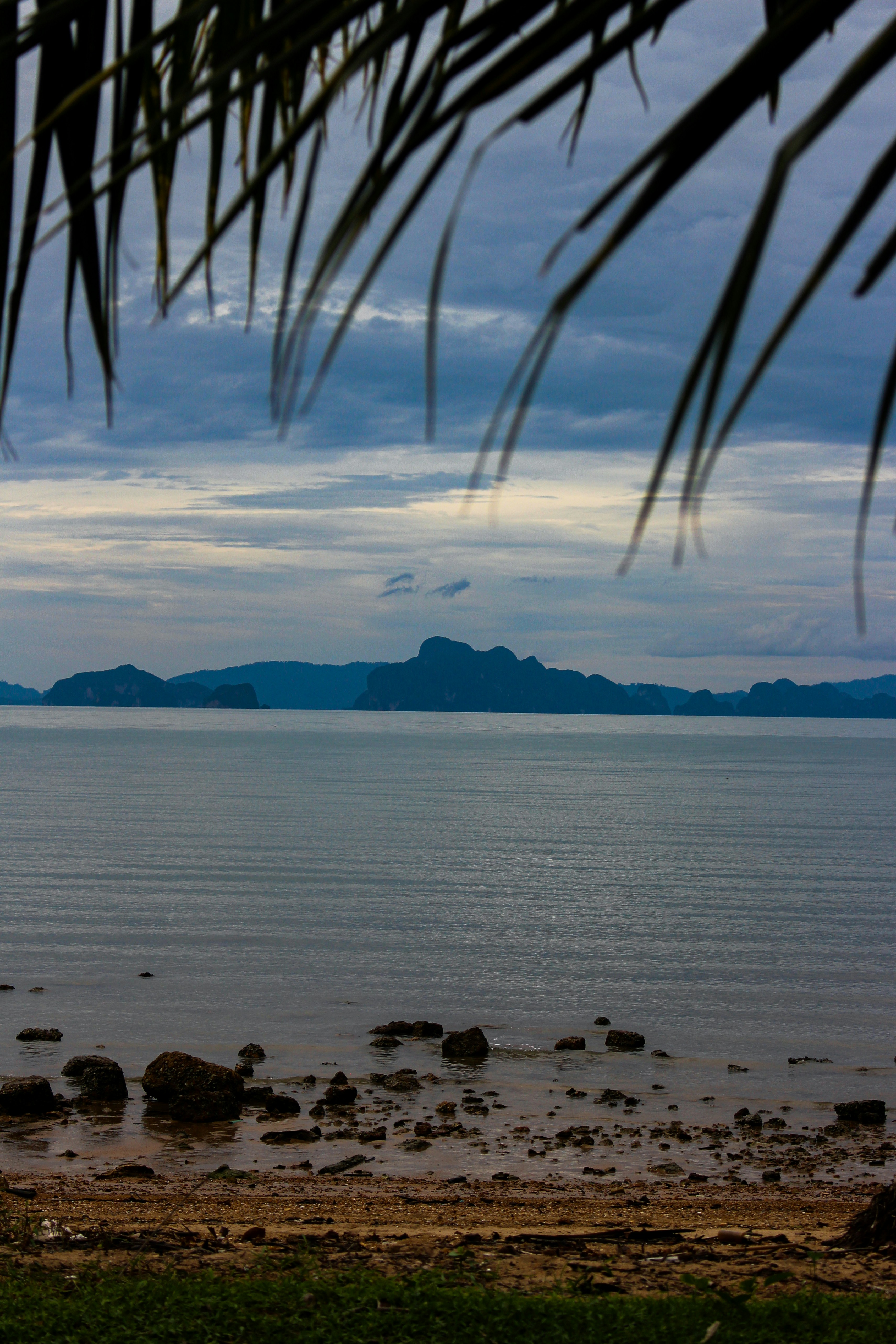 Fronds at the Edge: A Distant Isle Across a Quiet Sea