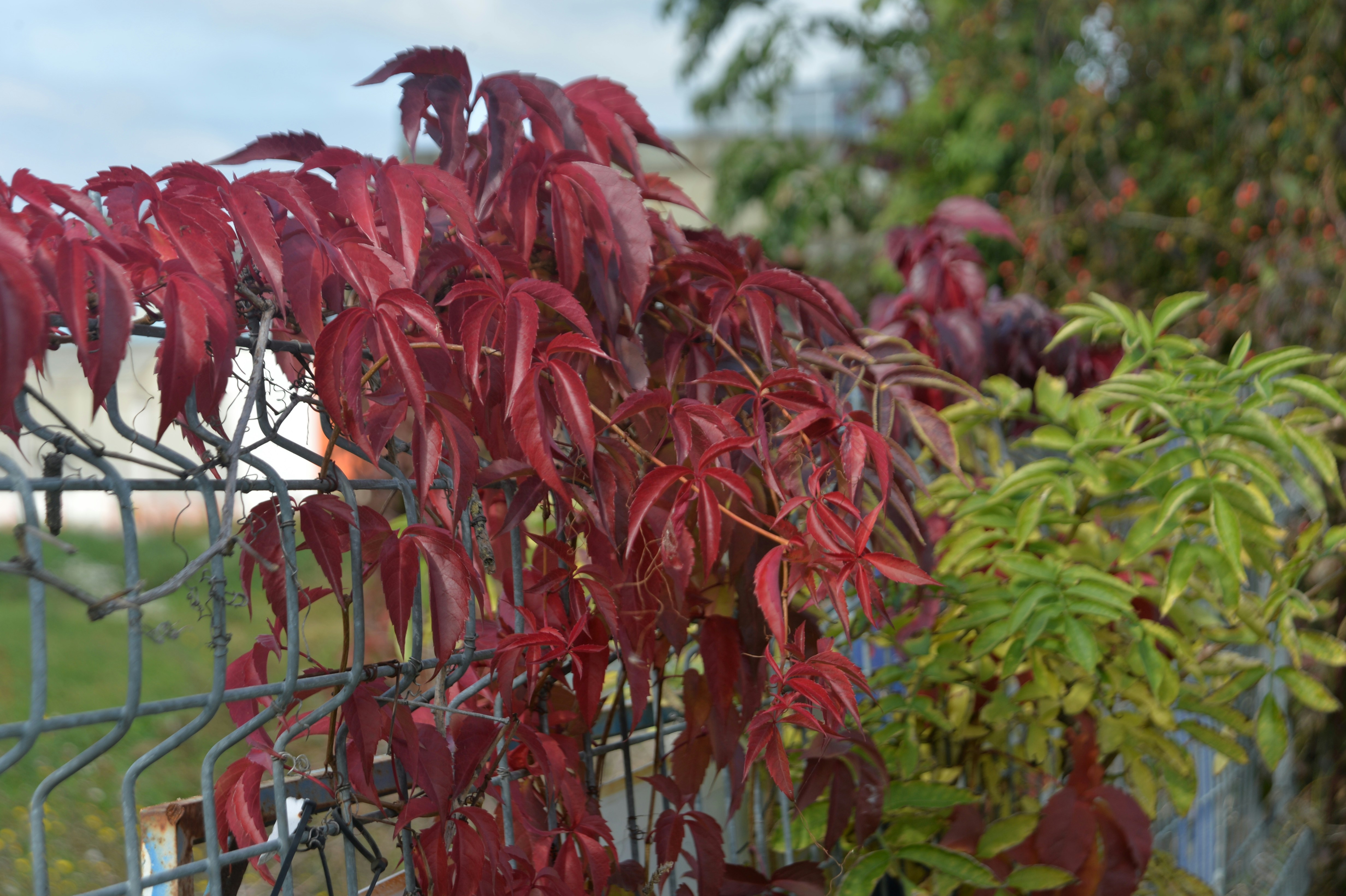 Crimson Foliage Tightens Its Grip on a Quiet Fence