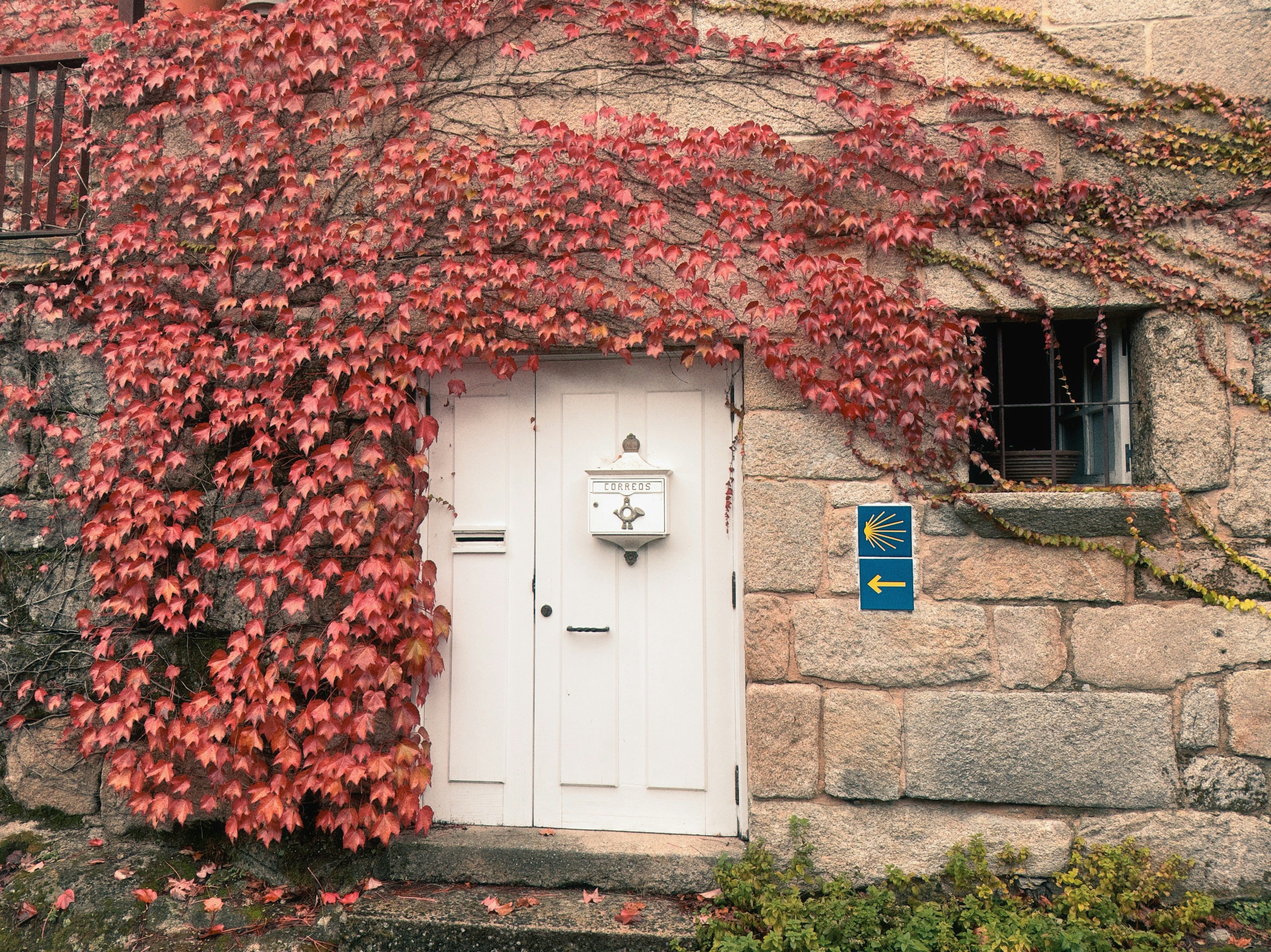 Crimson Ivy Embraces a Quiet Doorway in a Weathered Stone Cottage