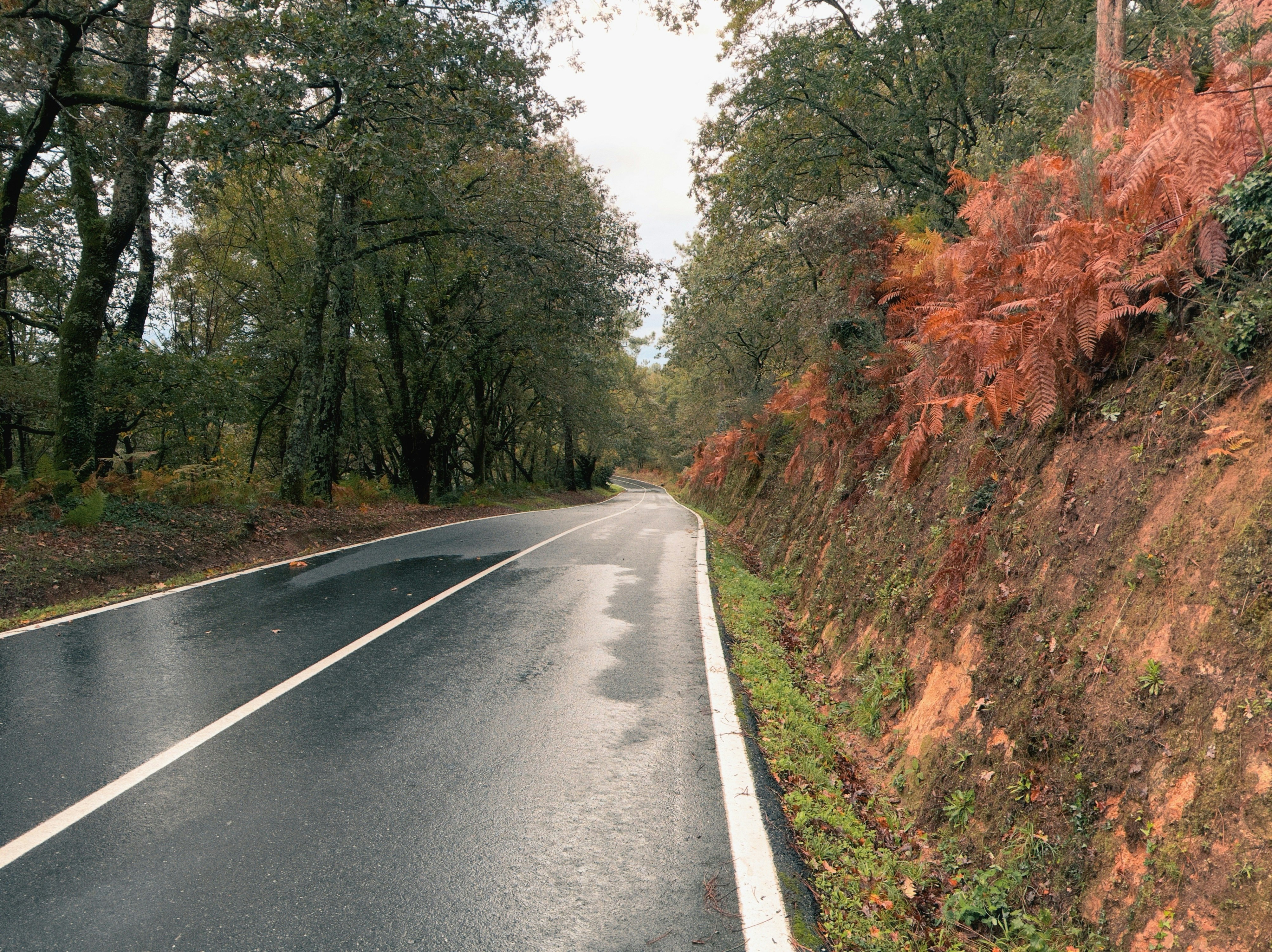 Rain-washed Road: An Autumn Corridor Framed by Ember Ferns
