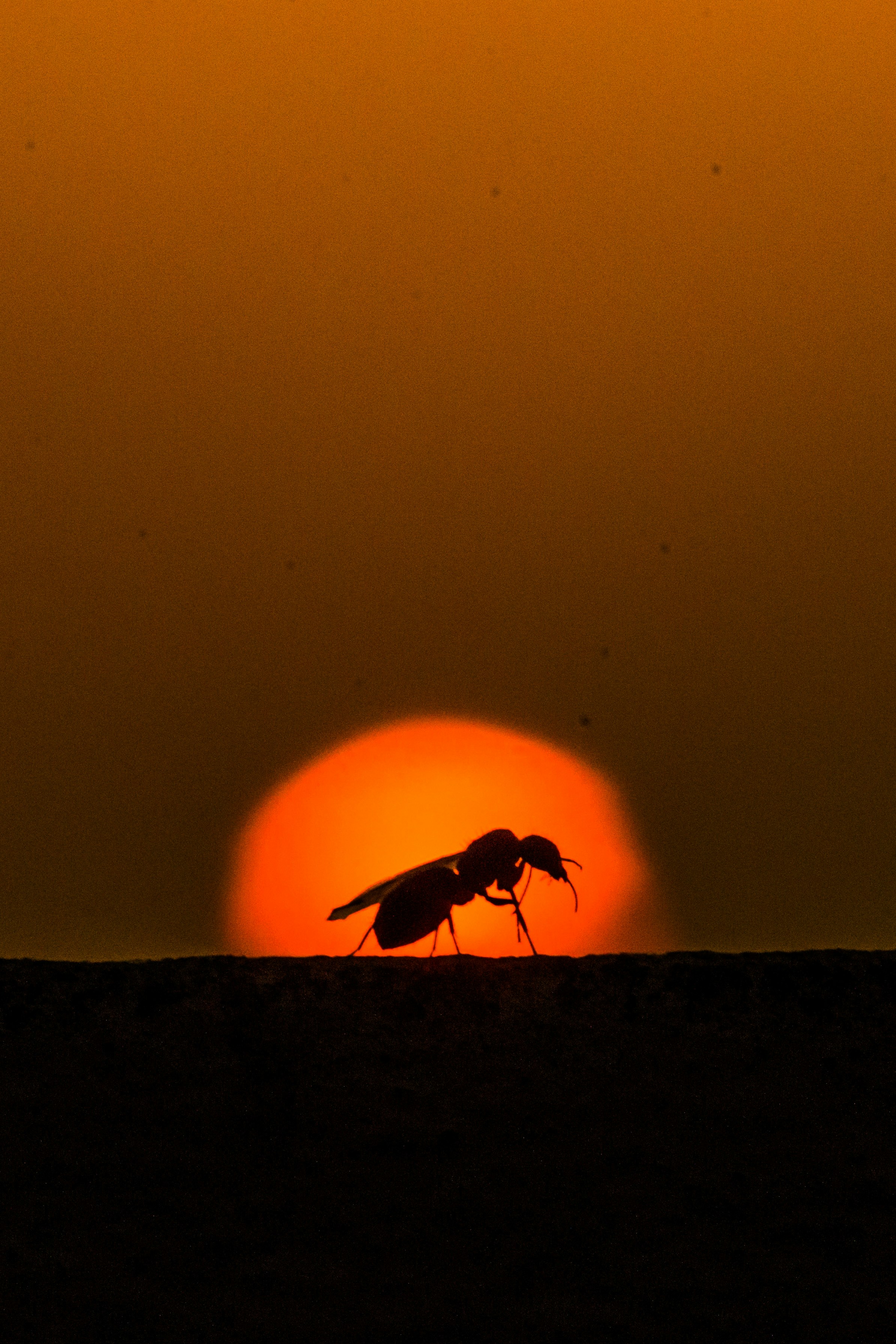 Sunset Silhouette: An Ant Crossing the Horizon