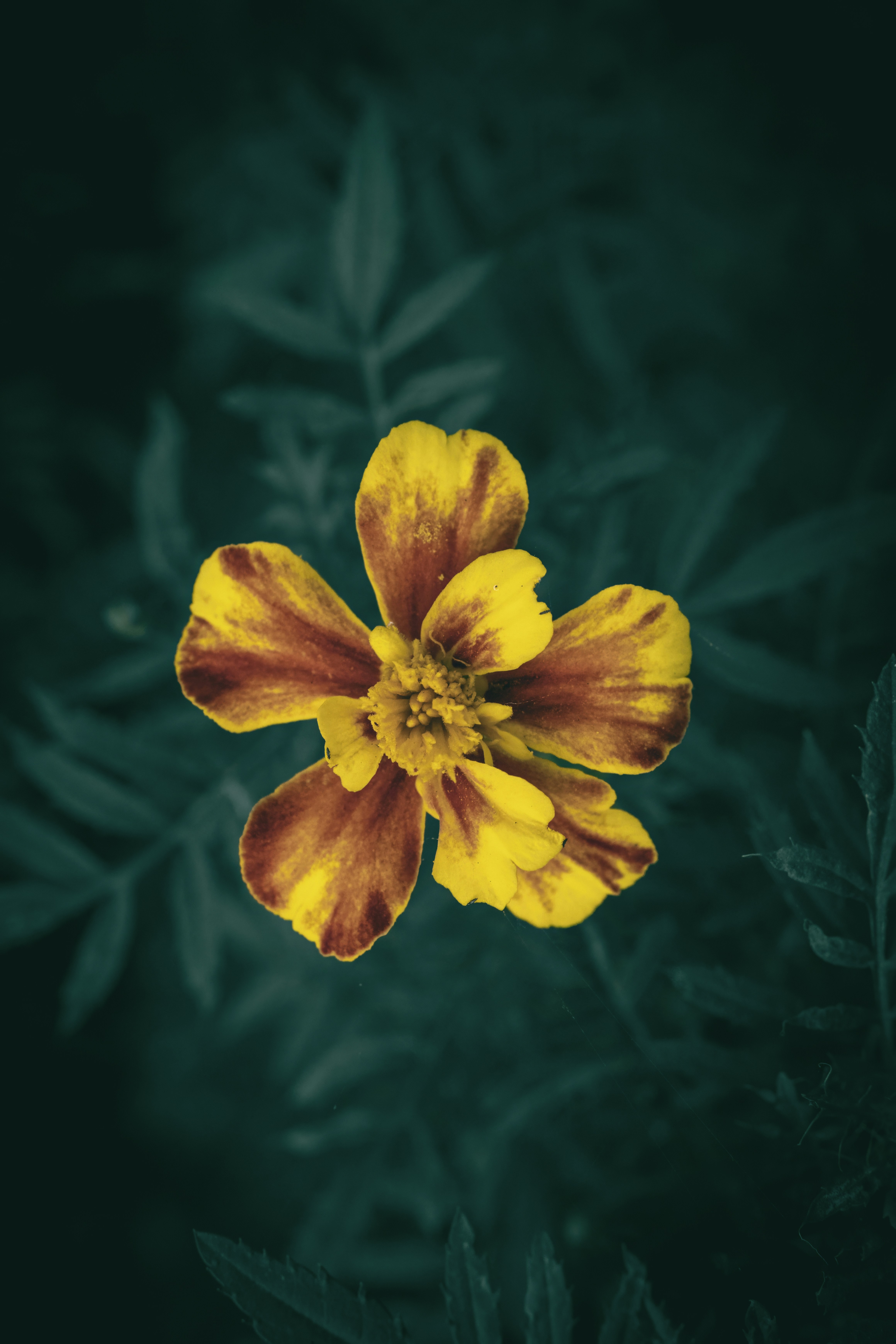 Fiery-edged yellow bloom against a velvet emerald backdrop