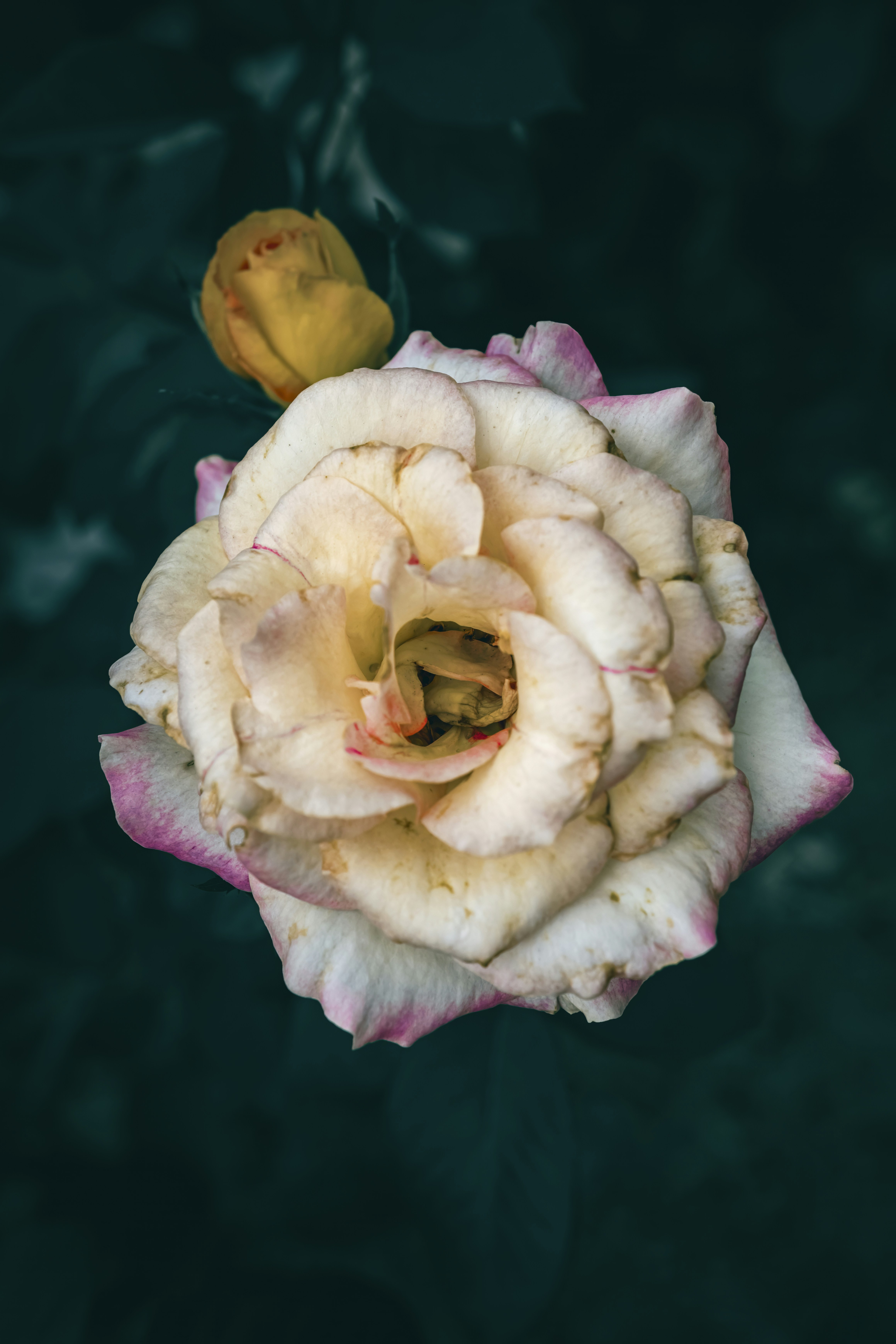 Centerpiece of Dawn: Cream-Pink Rose Unfurling Against Deep Teal