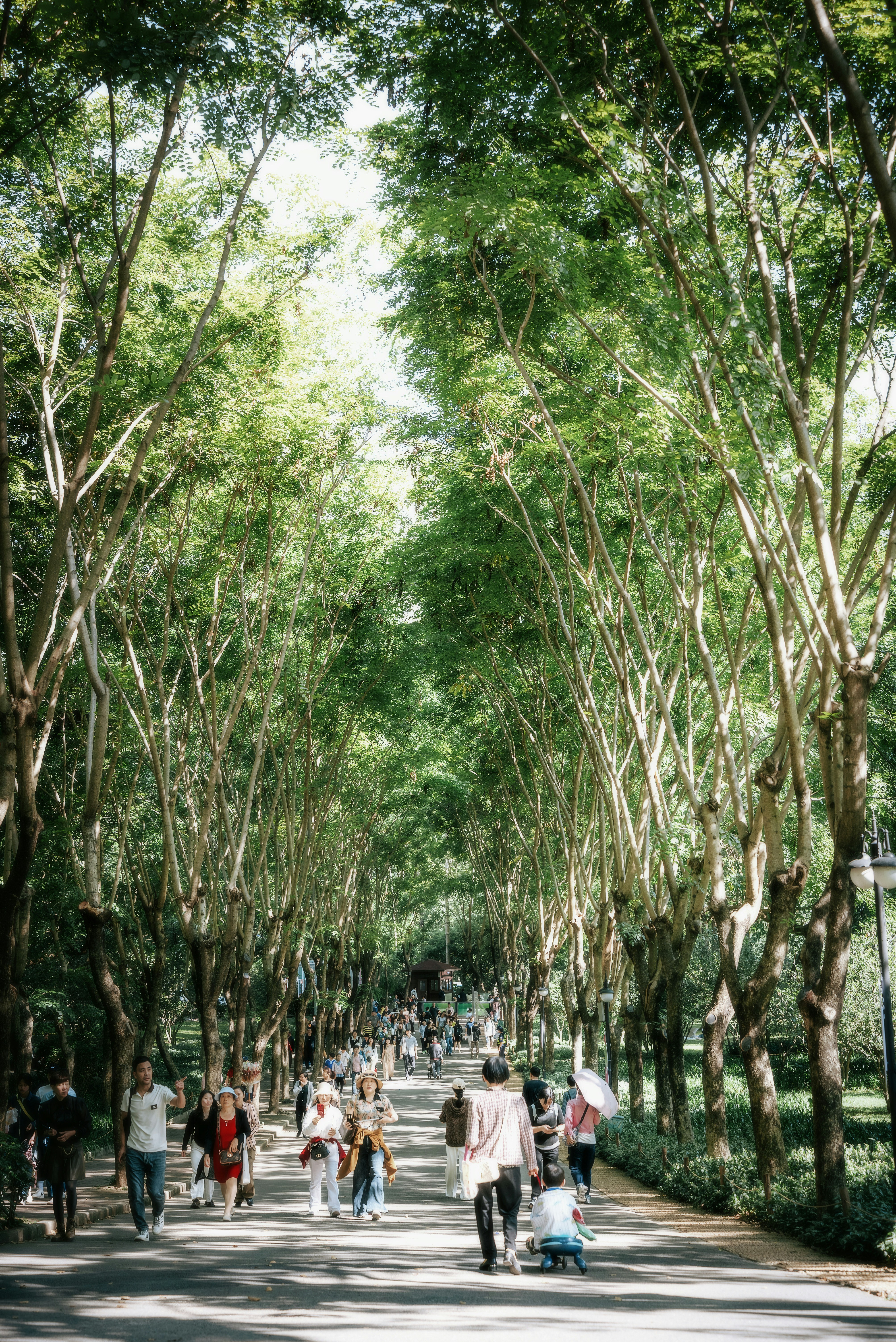 Canopy Promenade: Sunlit Avenue of Tree-Arches and Strolling Figures