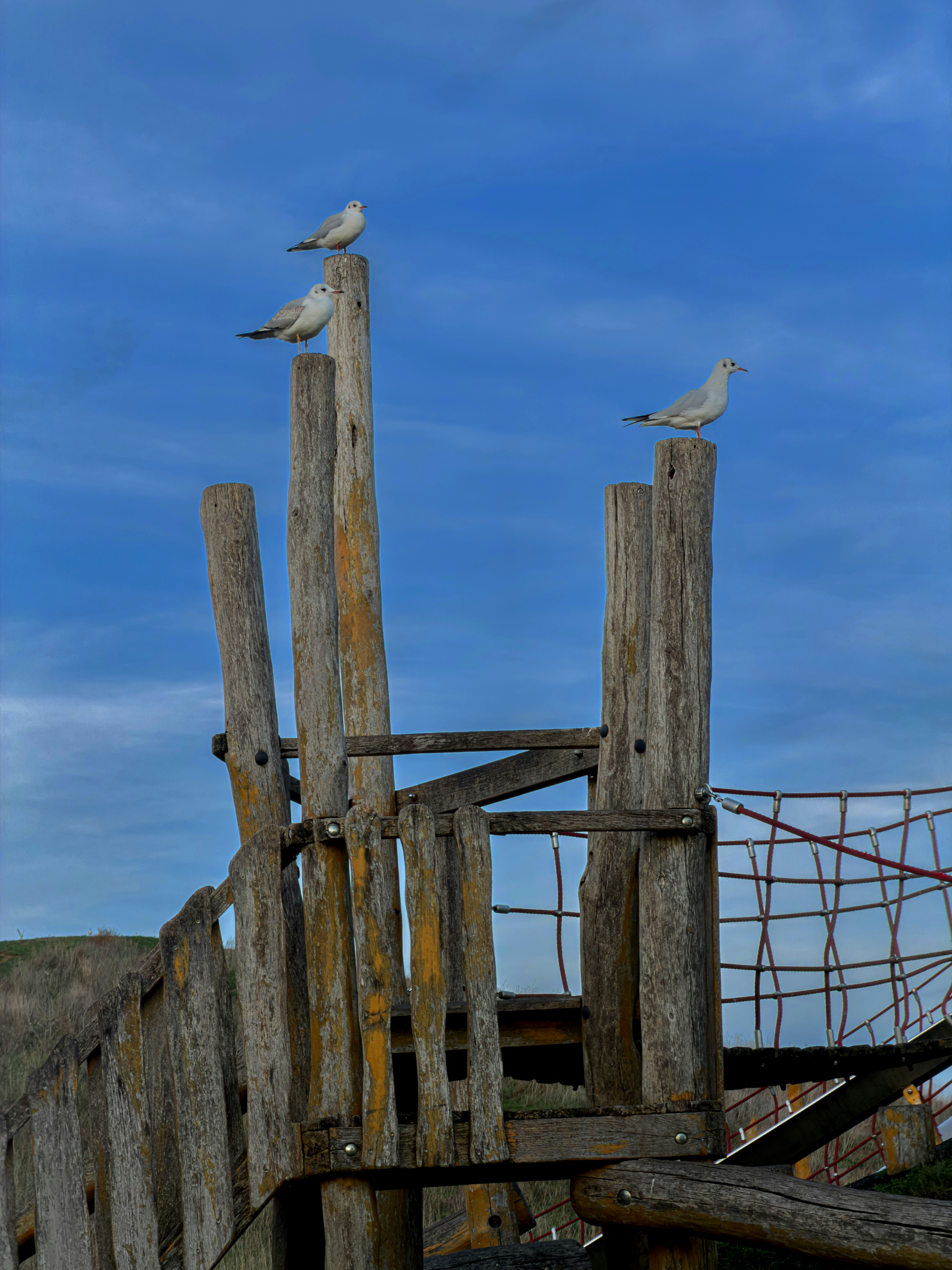 Three Seagulls Perched on Weathered Posts Against a Clear Blue Sky