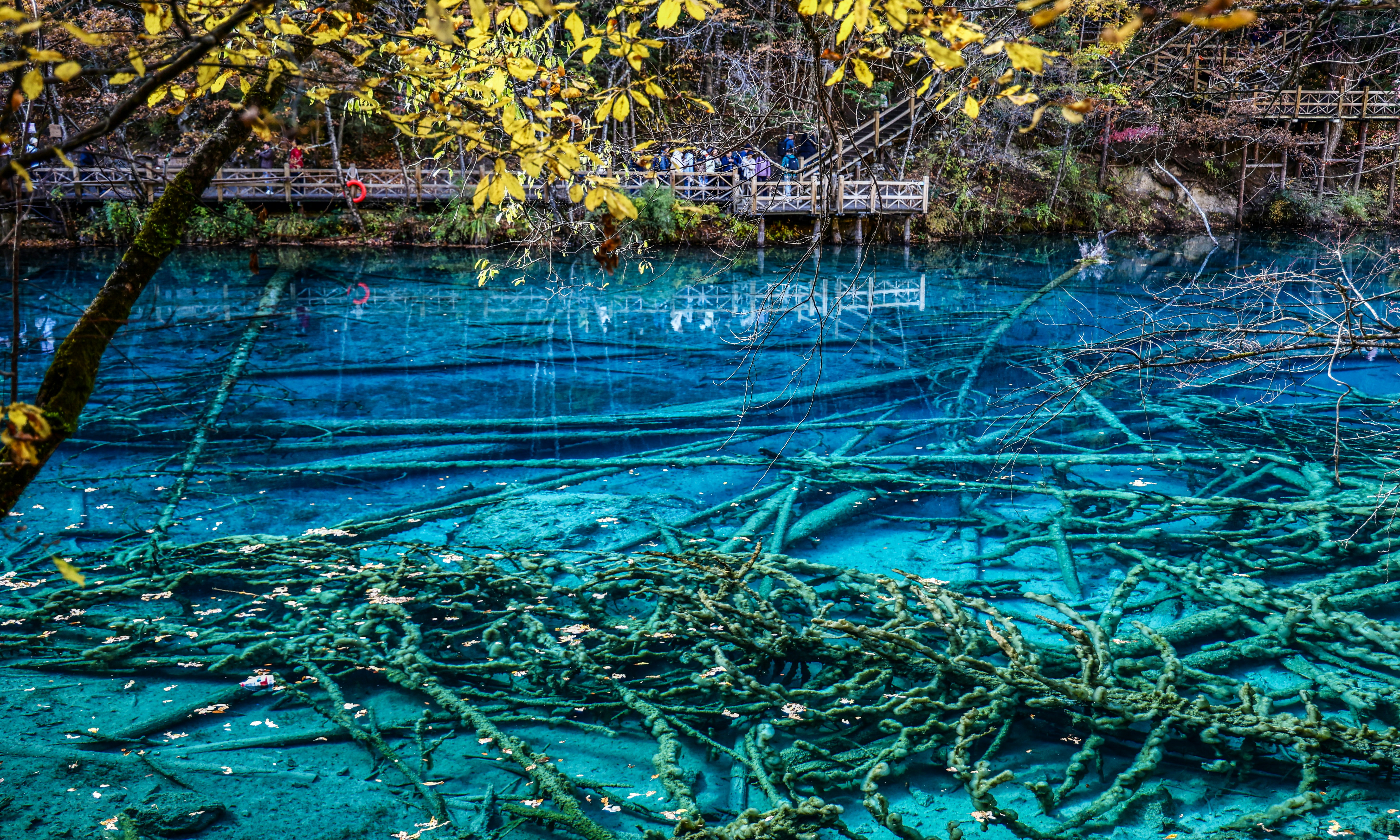 Root Maze in Cyan Waters: an Underwater Sketch of Light and Leaves