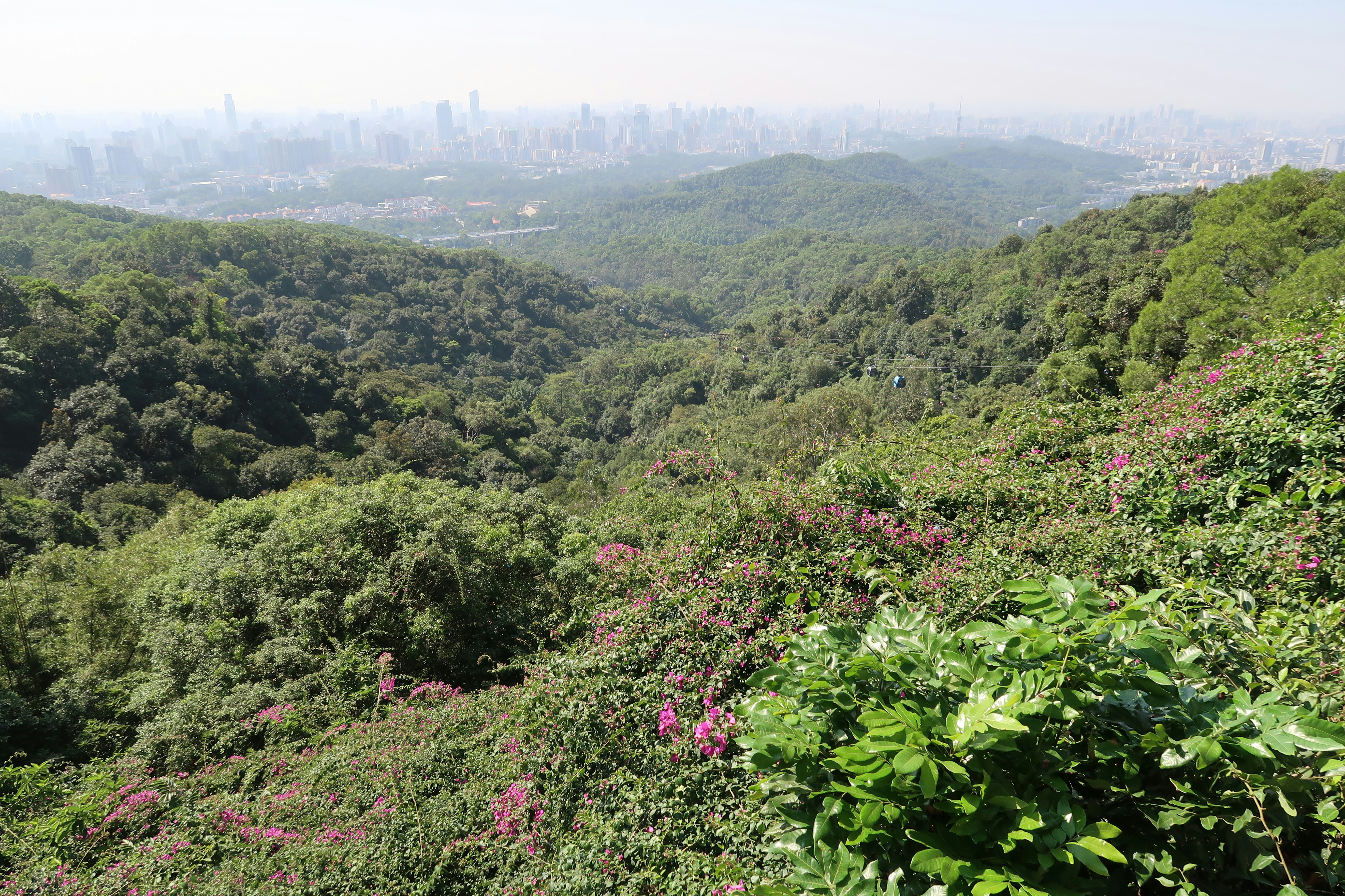 Pink Blooms Framing a Green Ridge Against a Distant Hazy Skyline