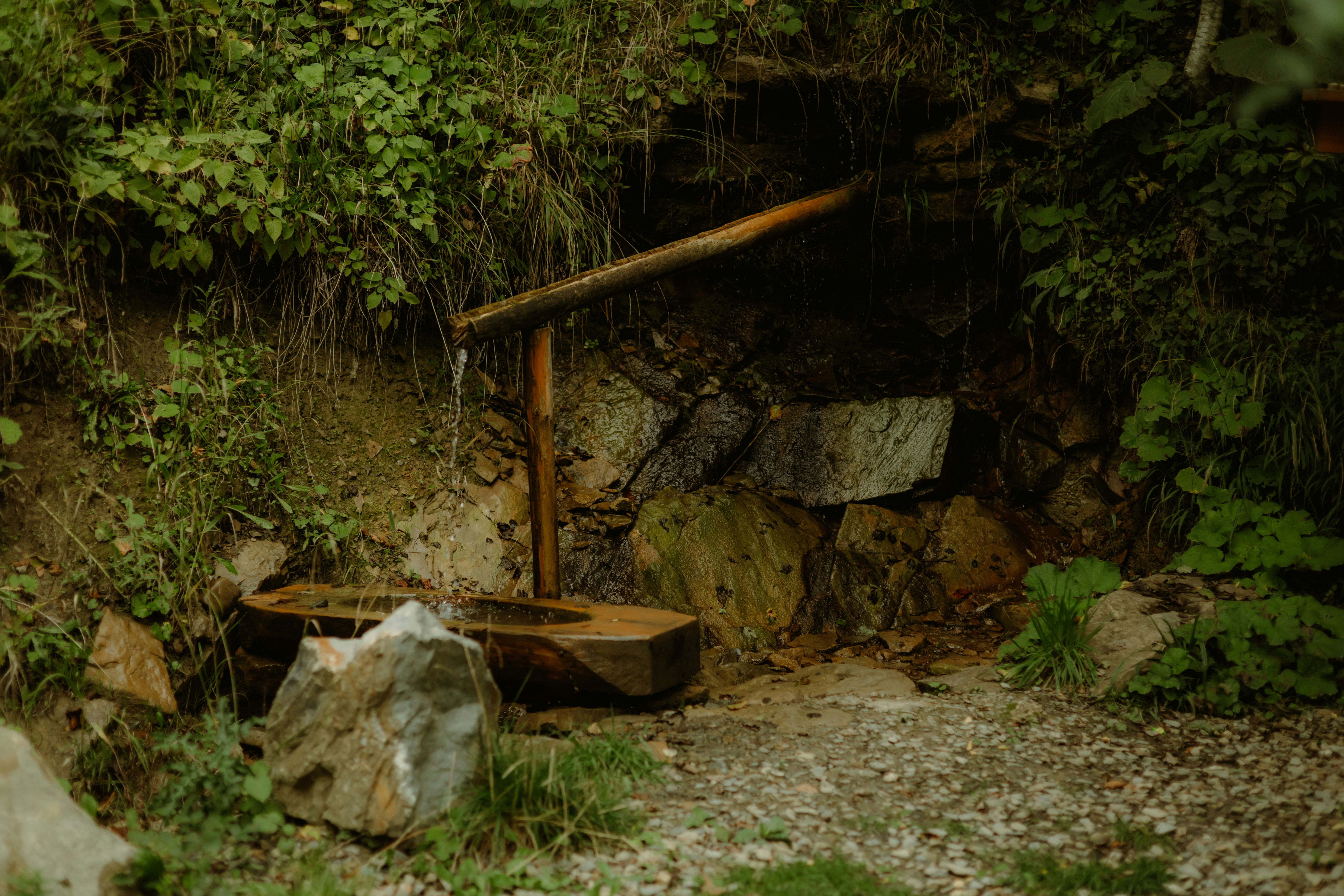 Rustic Handrail Framing a Mossy Woodland Threshold
